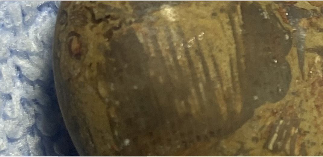 Can anyone ID? - Fossil ID - The Fossil Forum