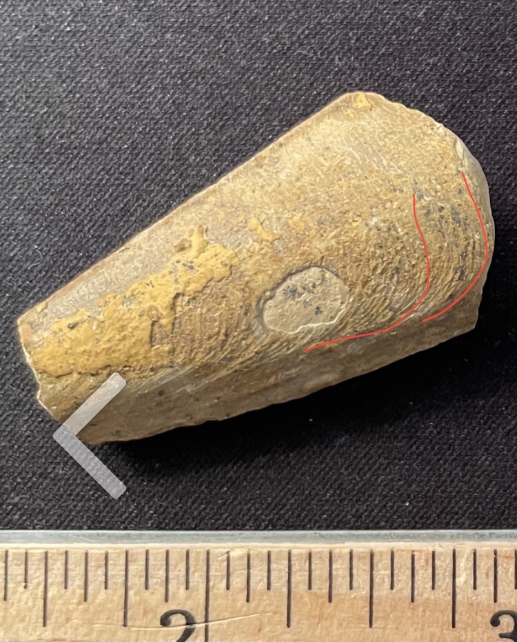 Texas fossils Conularia and Gastropod? - Fossil ID - The Fossil Forum