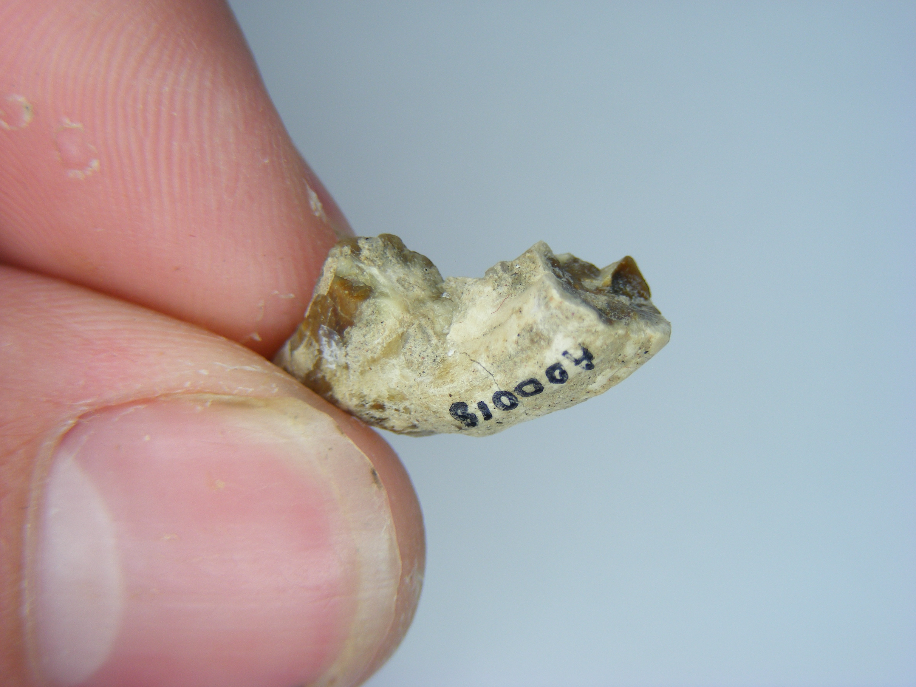 Some White River Formation Fossils For ID - Fossil ID - The Fossil Forum