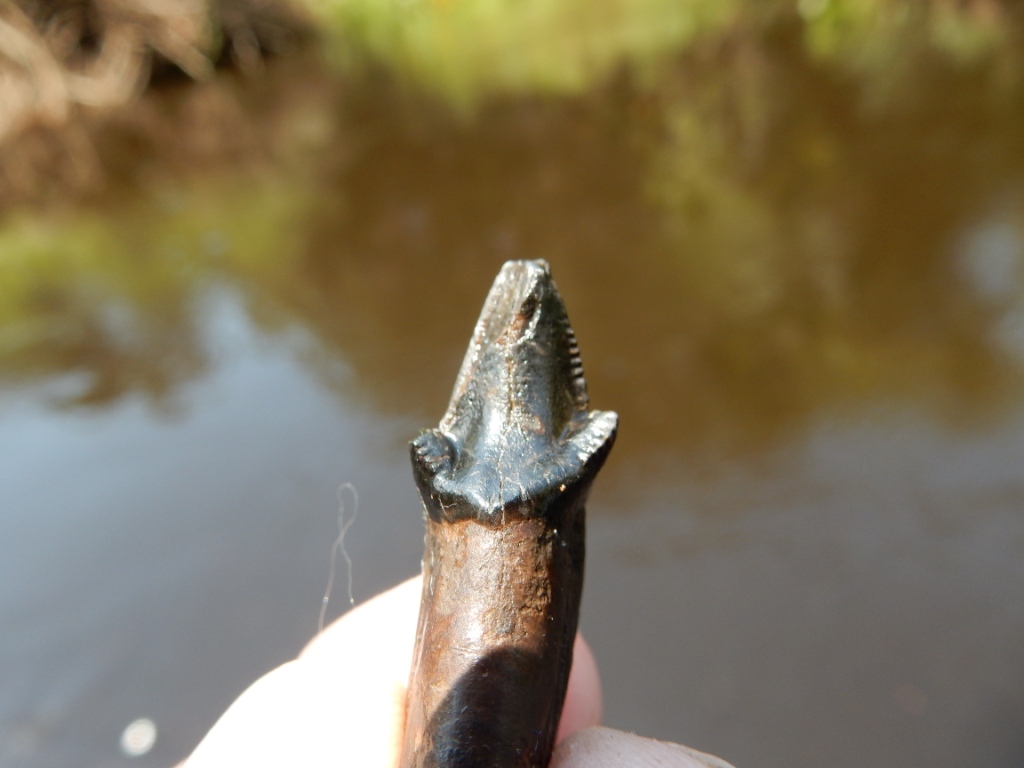 Is this a sabre tooth cat tooth? - Fossil ID - The Fossil Forum