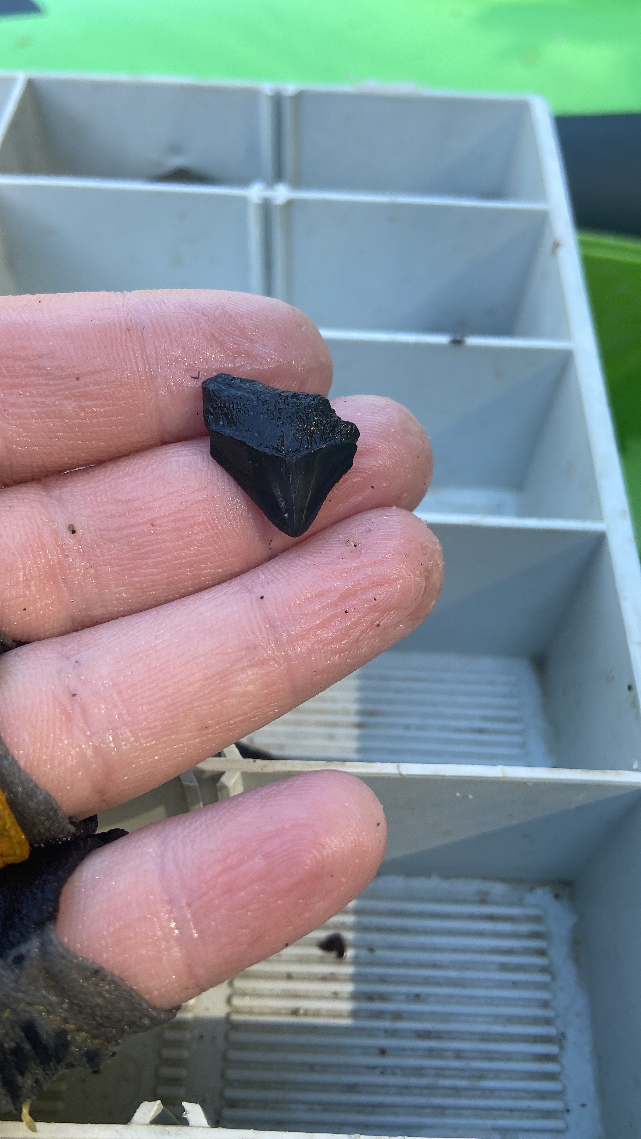 How small can Megalodon teeth be? - Questions & Answers - The Fossil Forum