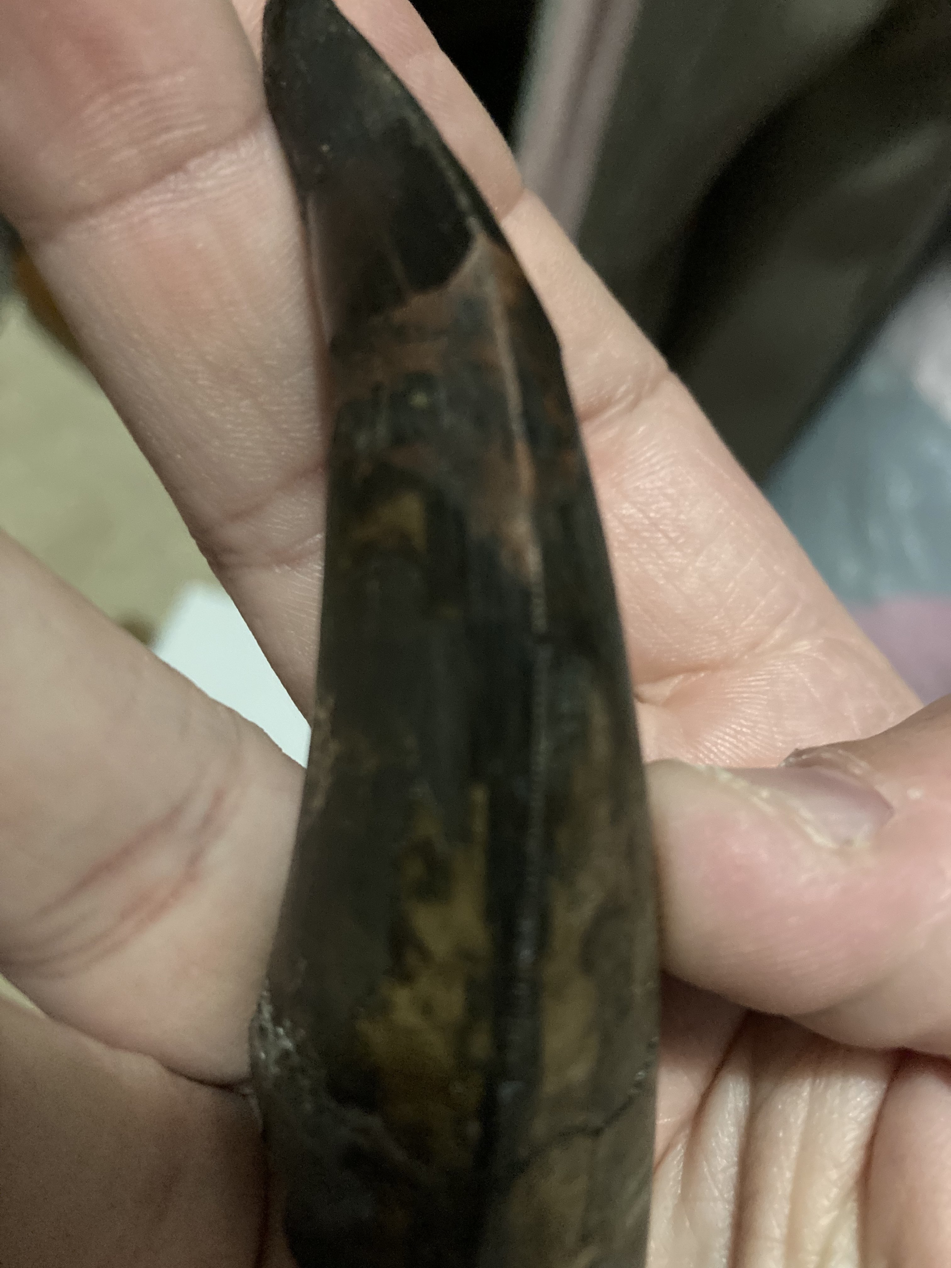 Large torvosaurus tooth - Fossil ID - The Fossil Forum