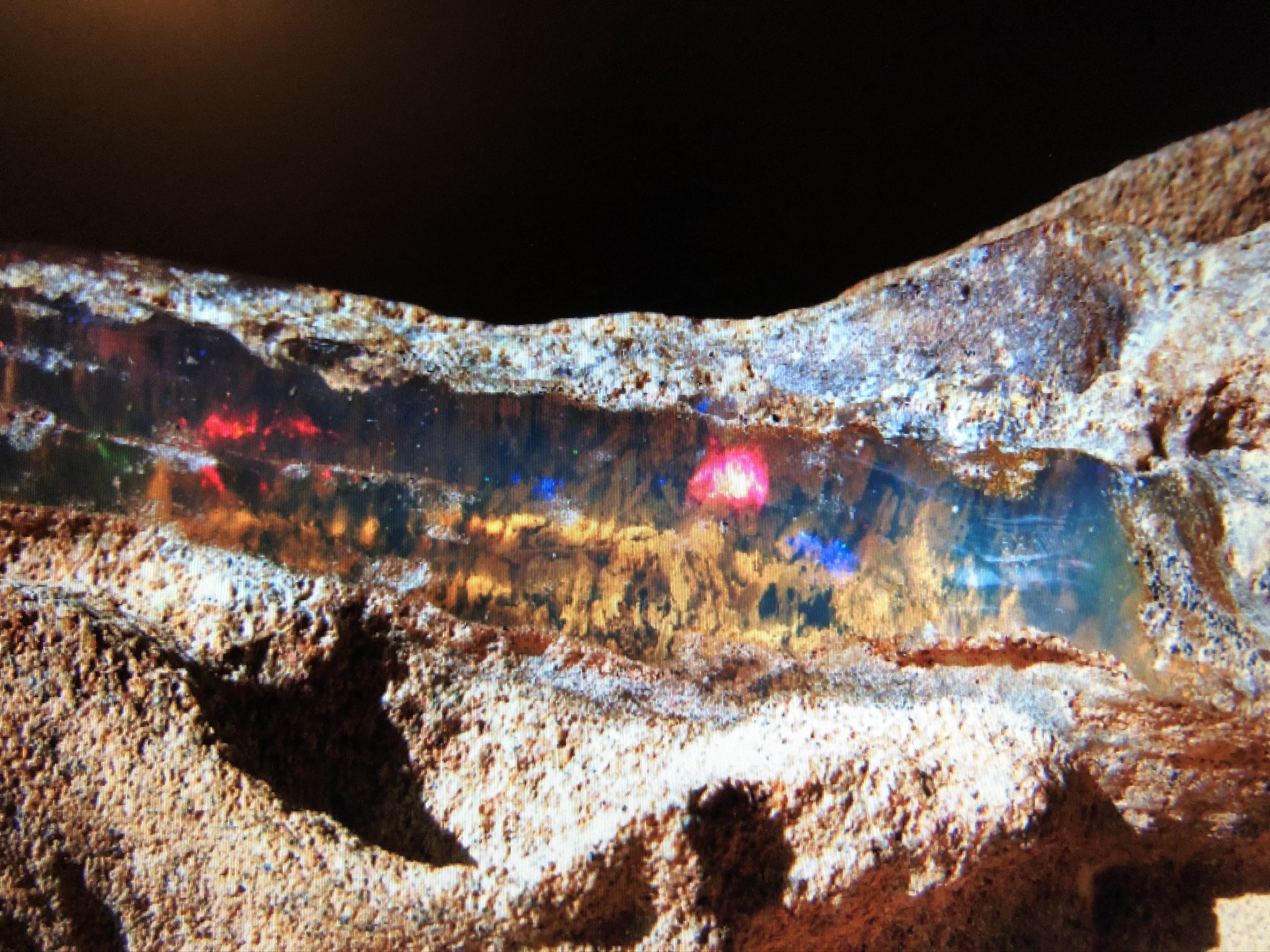 Rare Opalised fossils - Member Collections - The Fossil Forum