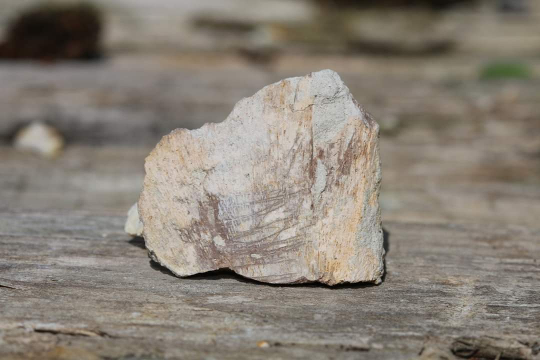 Chalk bone fossil ? - Fossil ID - The Fossil Forum