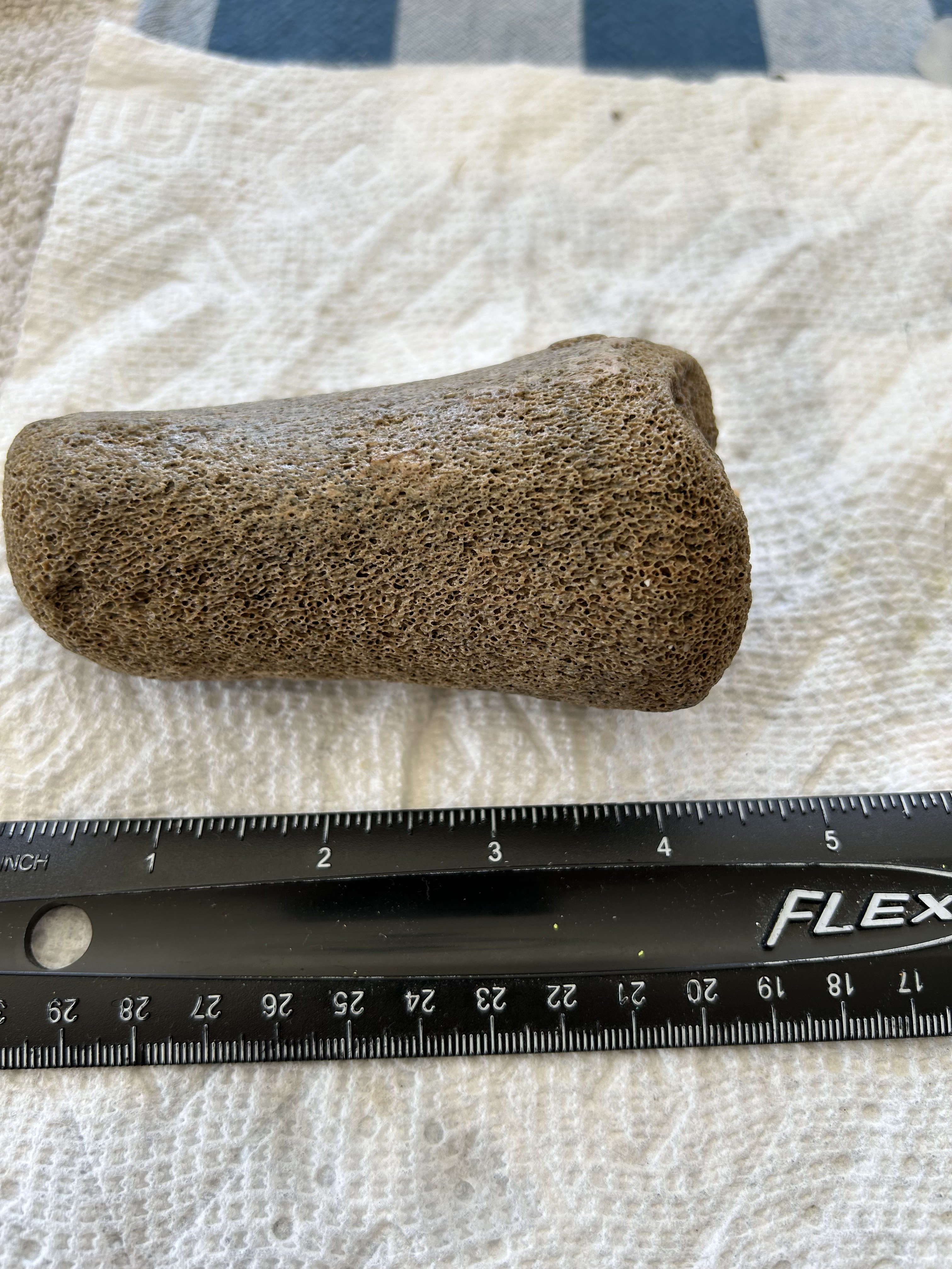 Fossilized leg bone with teeth marks? - Fossil ID - The Fossil Forum