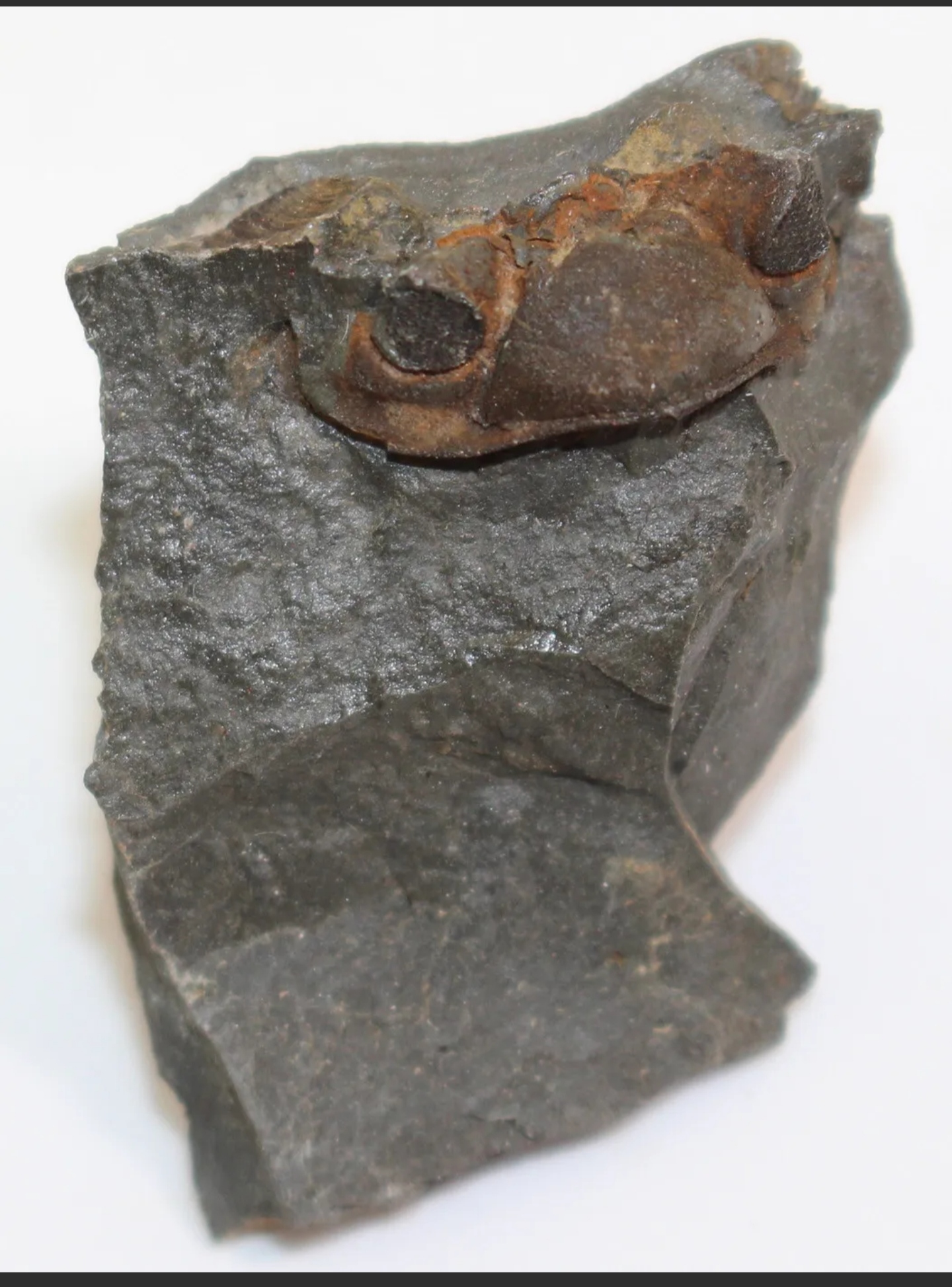 Color of cephalon - General Fossil Discussion - The Fossil Forum