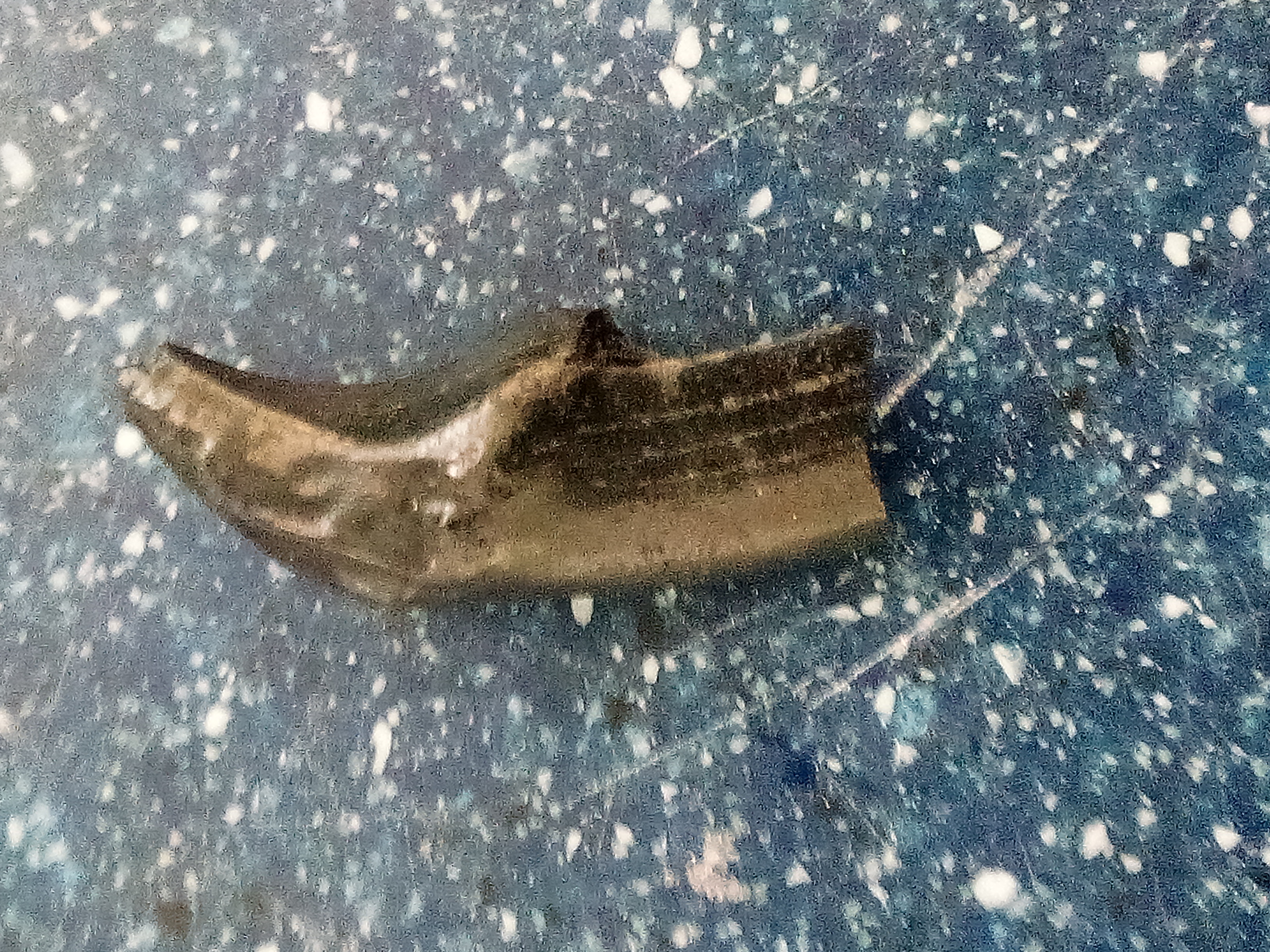 Dolphin tooth? - Fossil ID - The Fossil Forum