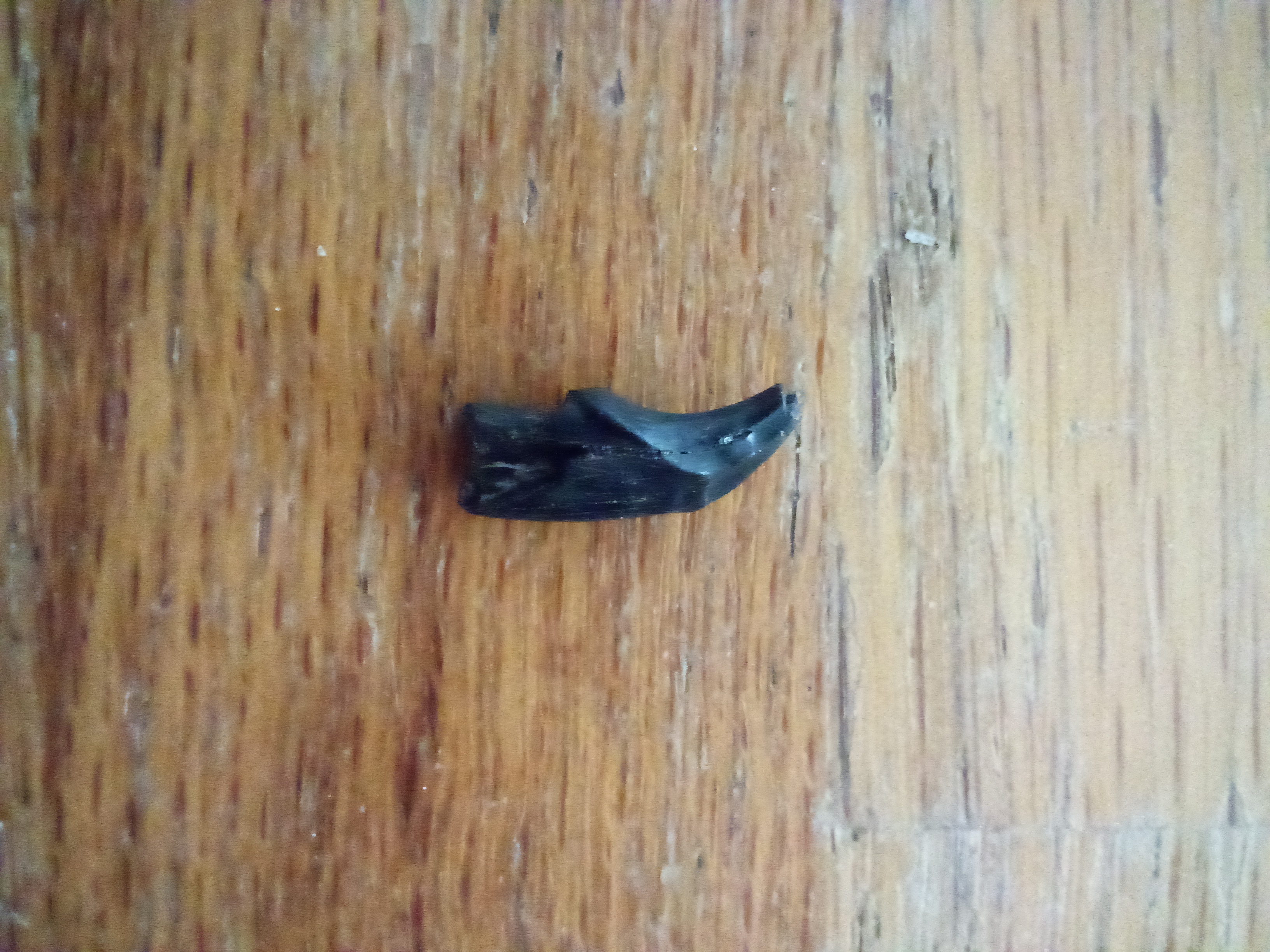 Dolphin tooth? - Fossil ID - The Fossil Forum