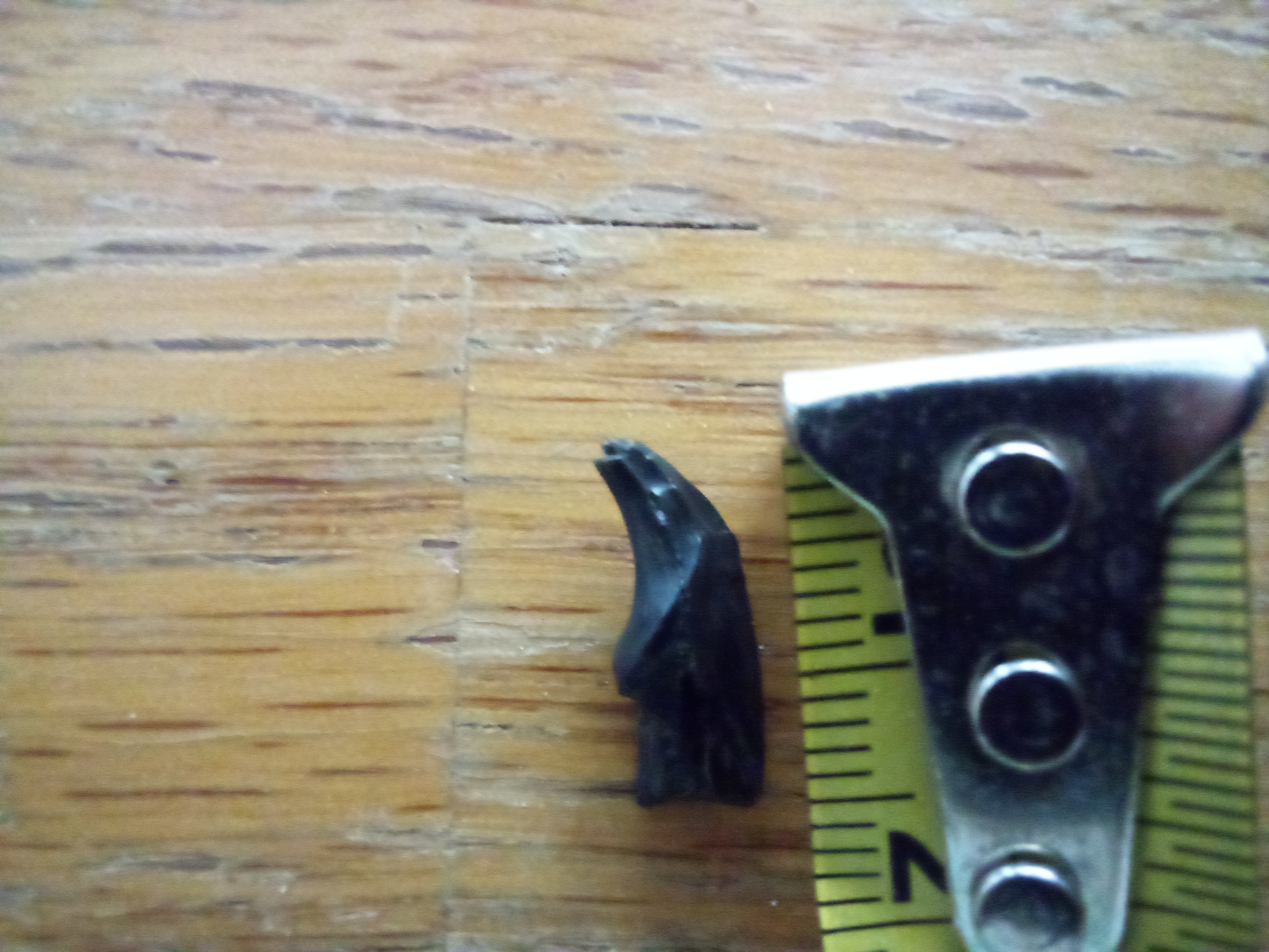 Dolphin tooth? - Fossil ID - The Fossil Forum