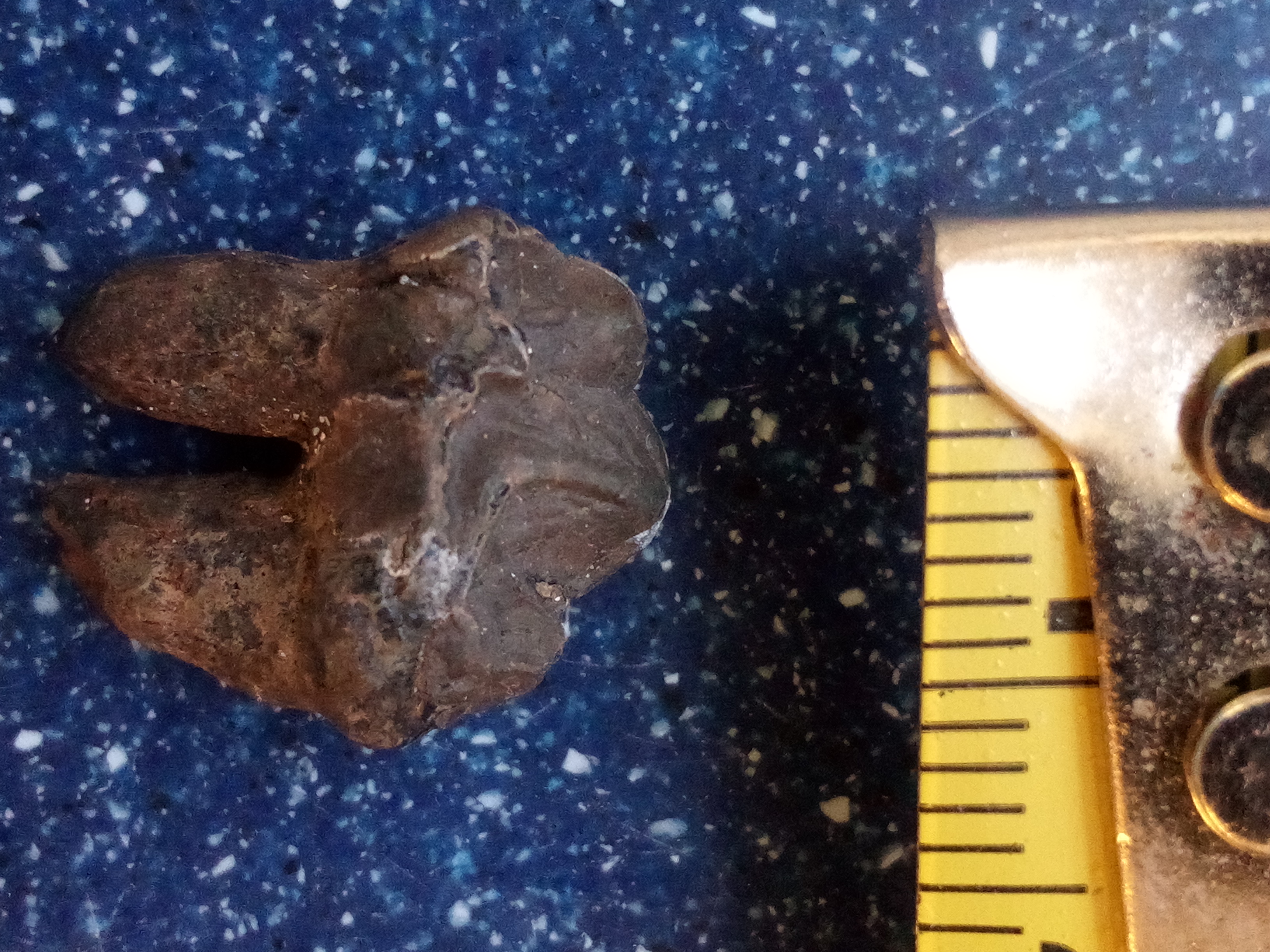 Dire wolf tooth? - Fossil ID - The Fossil Forum