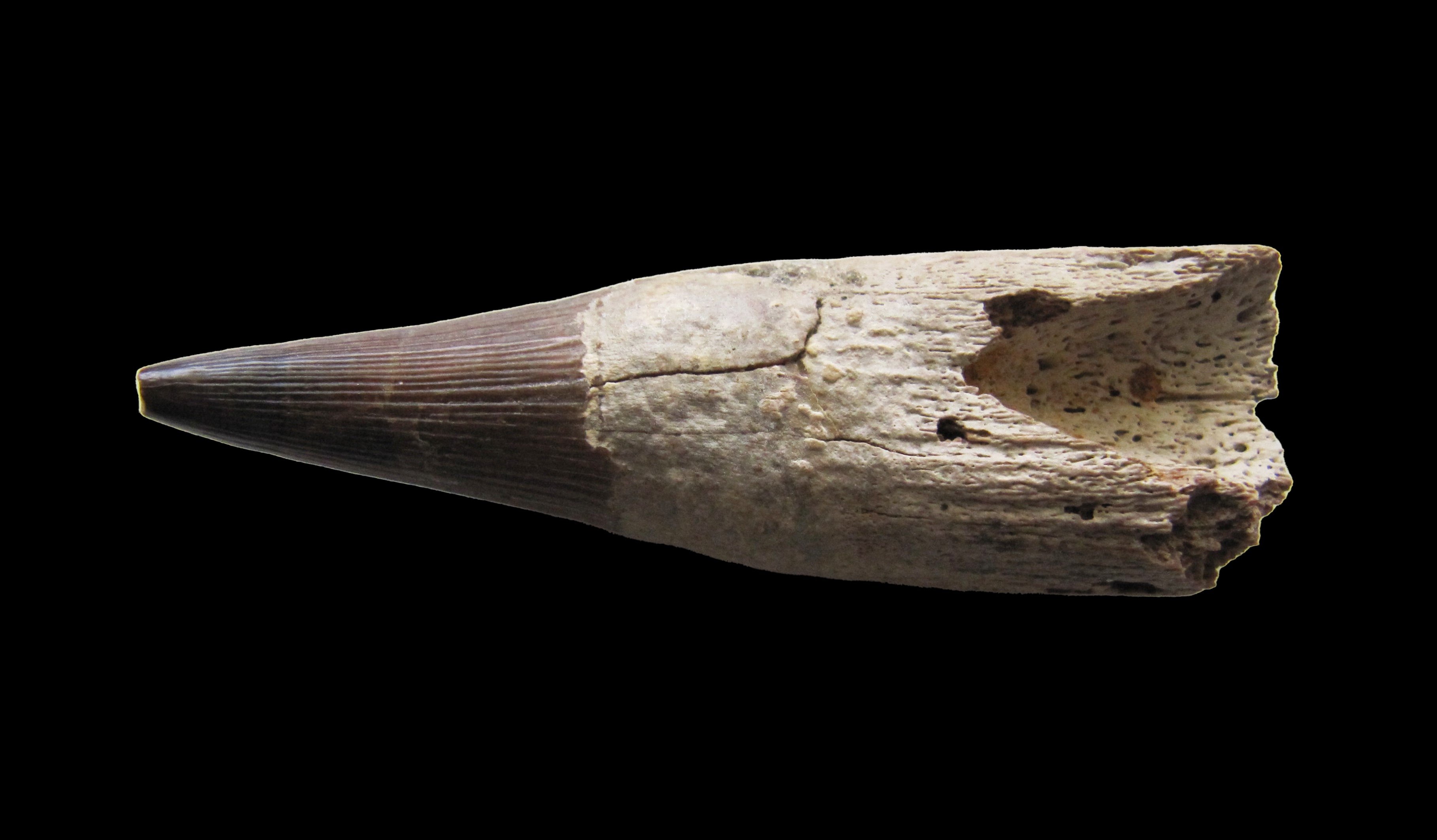 Pliosaur Tooth from Russia? - Fossil ID - The Fossil Forum