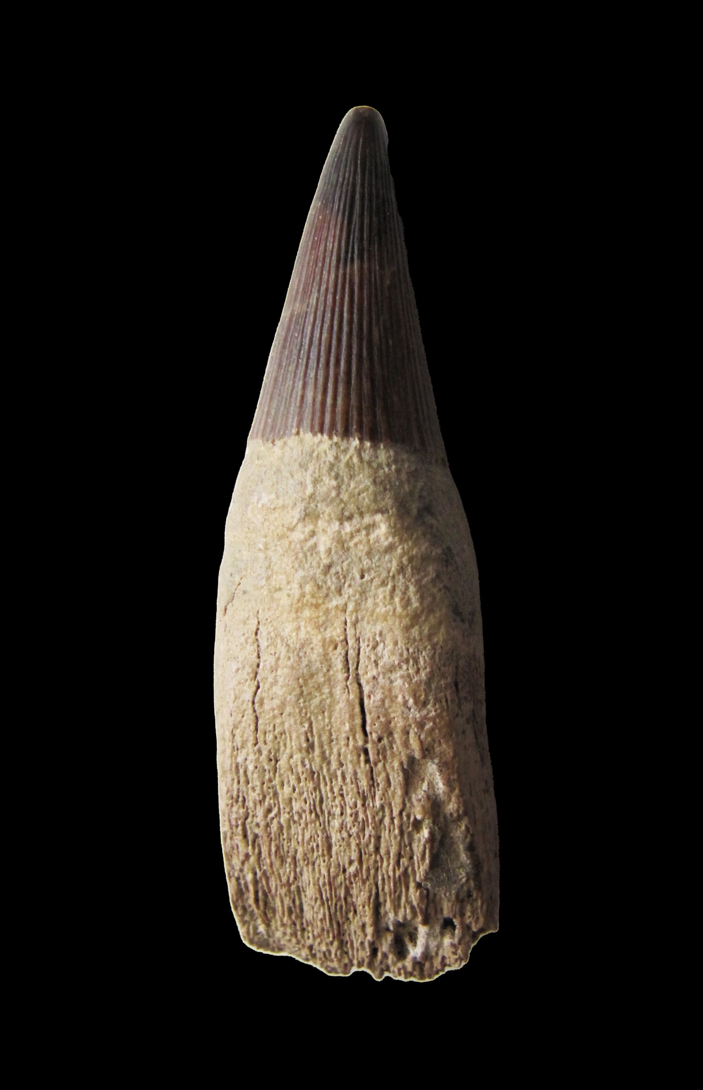Pliosaur Tooth from Russia? - Fossil ID - The Fossil Forum