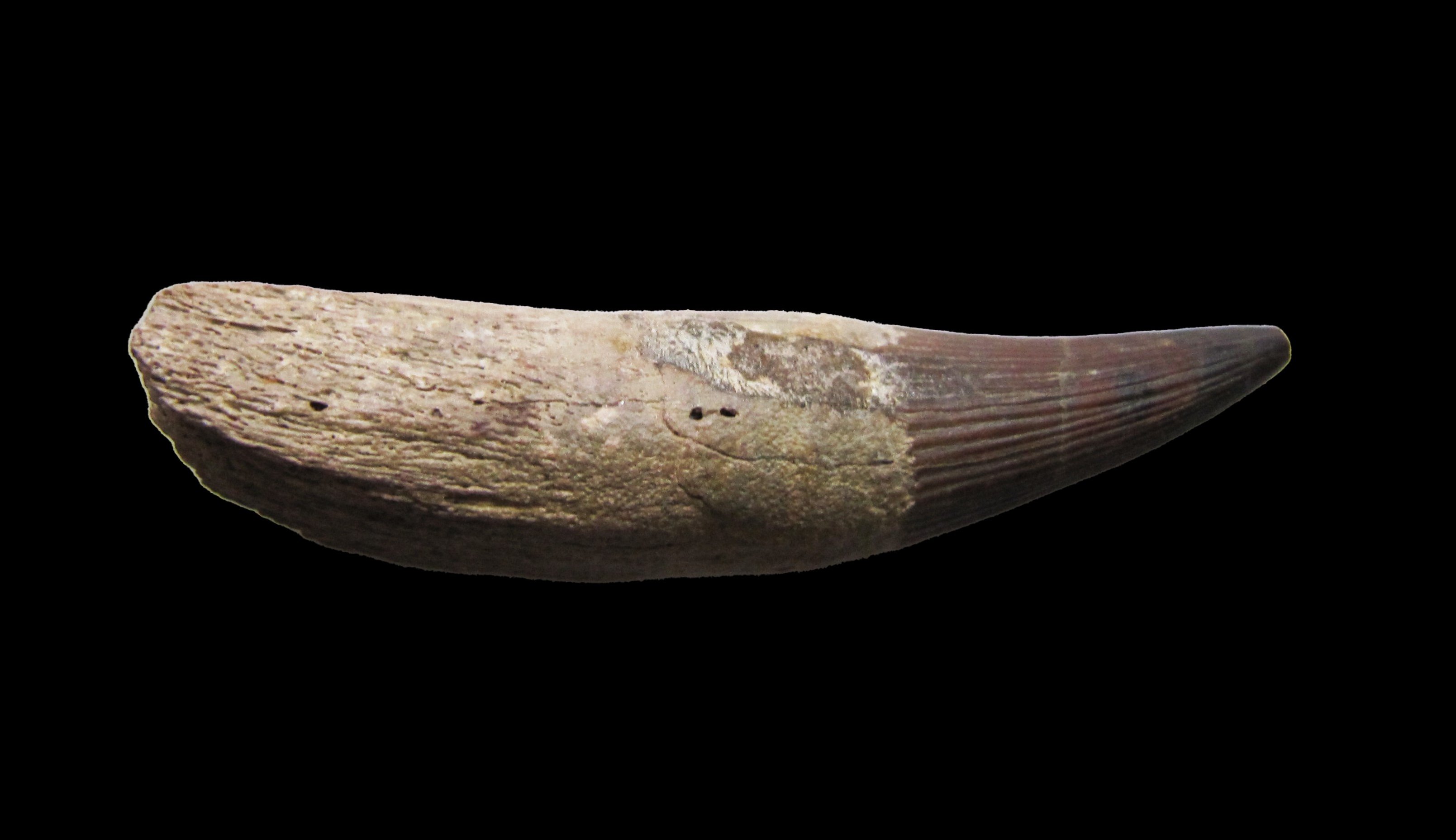 Pliosaur Tooth from Russia? - Fossil ID - The Fossil Forum