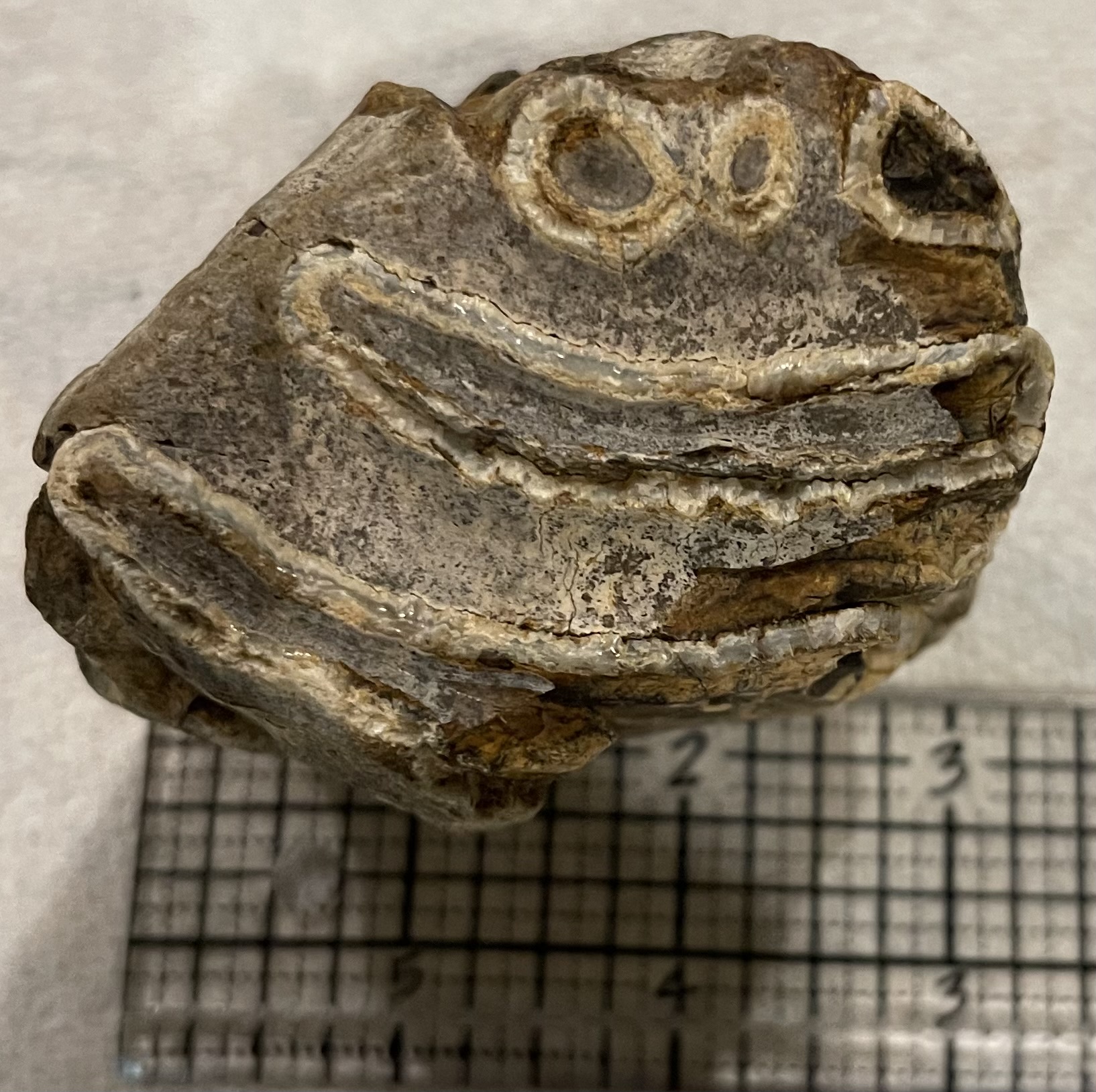Landscape Rock Find - Fossil ID - The Fossil Forum