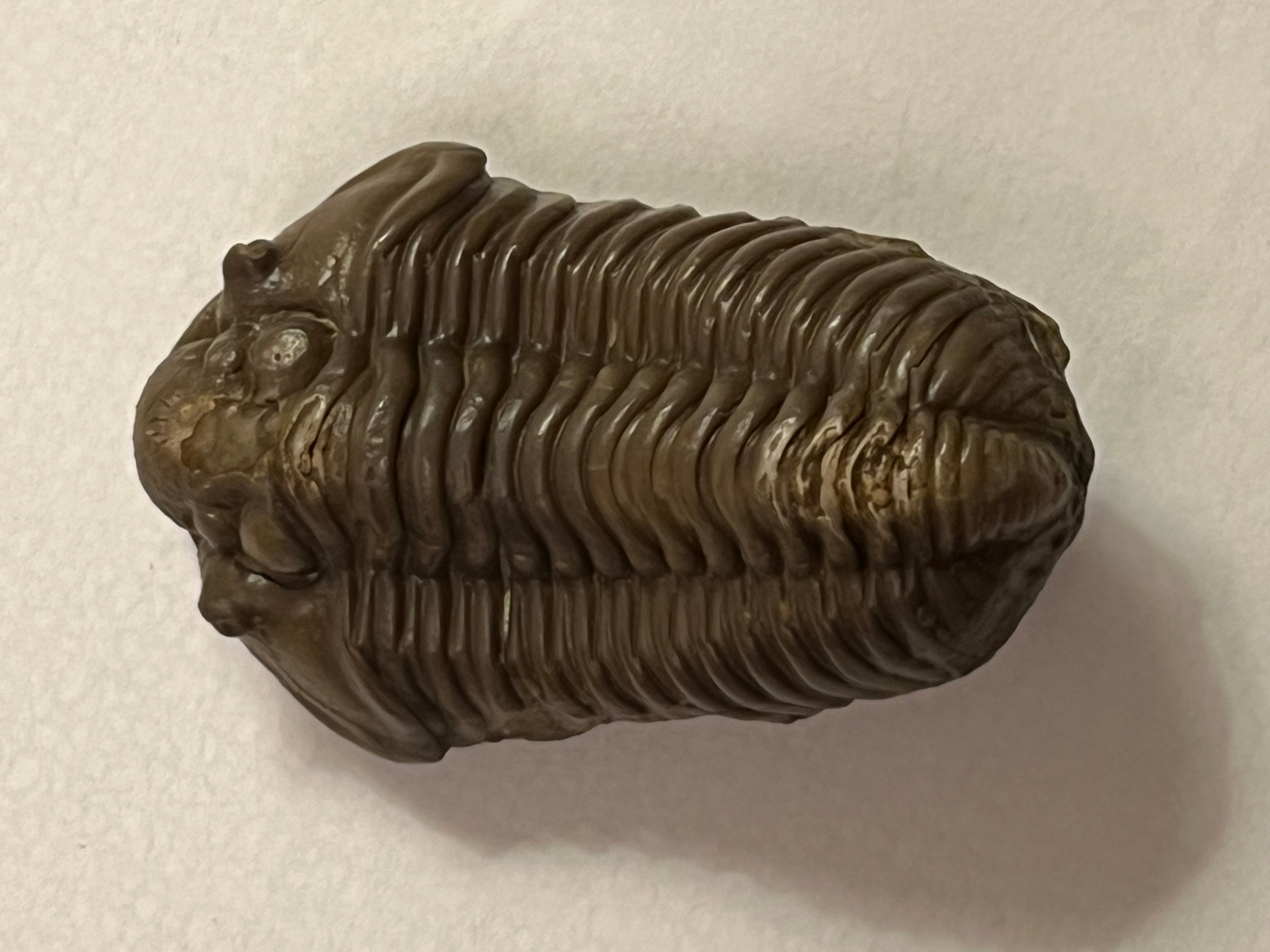 Calymene blumenbachii “Dudley Bug / Locust” from Wenlock Limestone ...