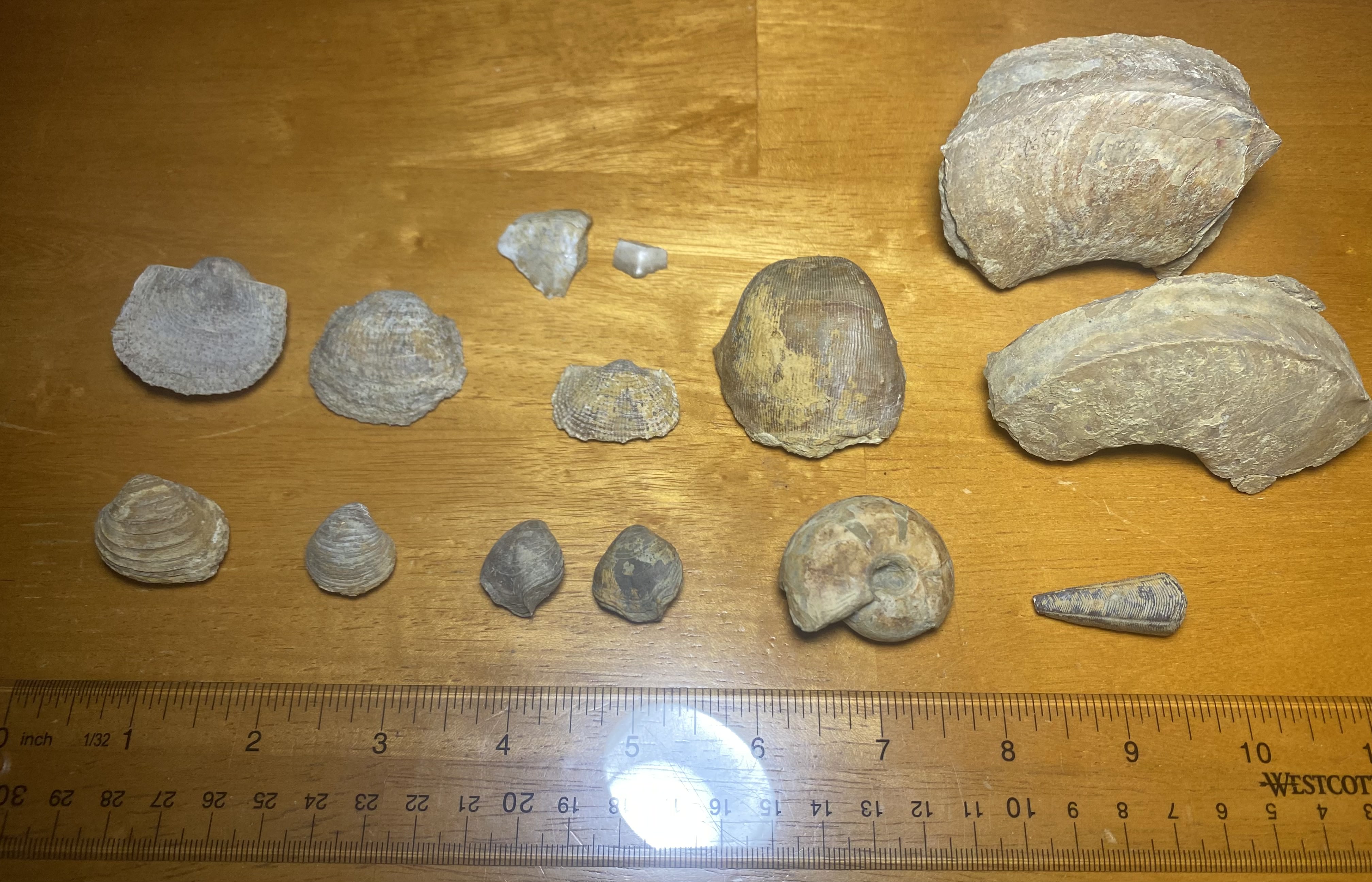 Checking off Pennsylvanian Bucket List Finds at Lake Jacksboro - Fossil ...