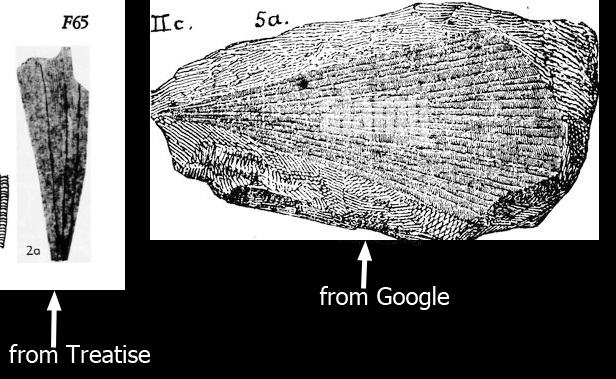 Conularia sp.? - Fossil ID - The Fossil Forum
