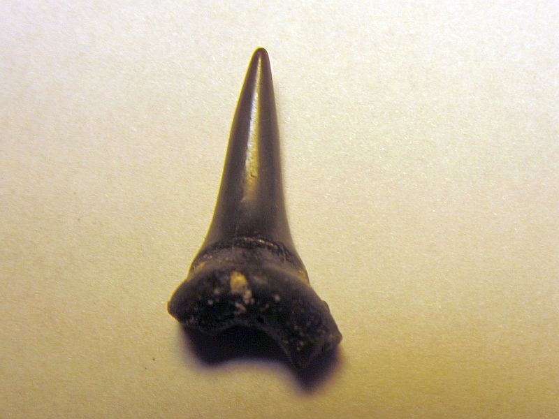A Few More Teeth - Fossil Hunting Trips - The Fossil Forum