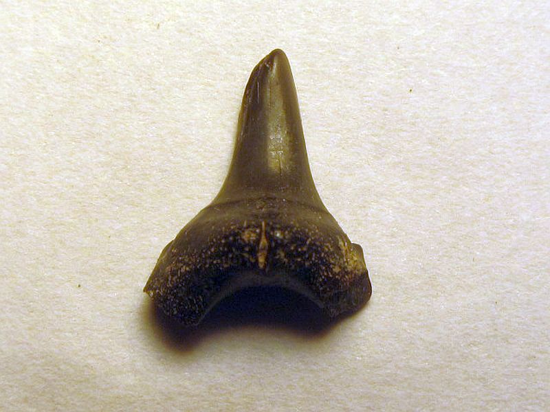 A Few More Teeth - Fossil Hunting Trips - The Fossil Forum