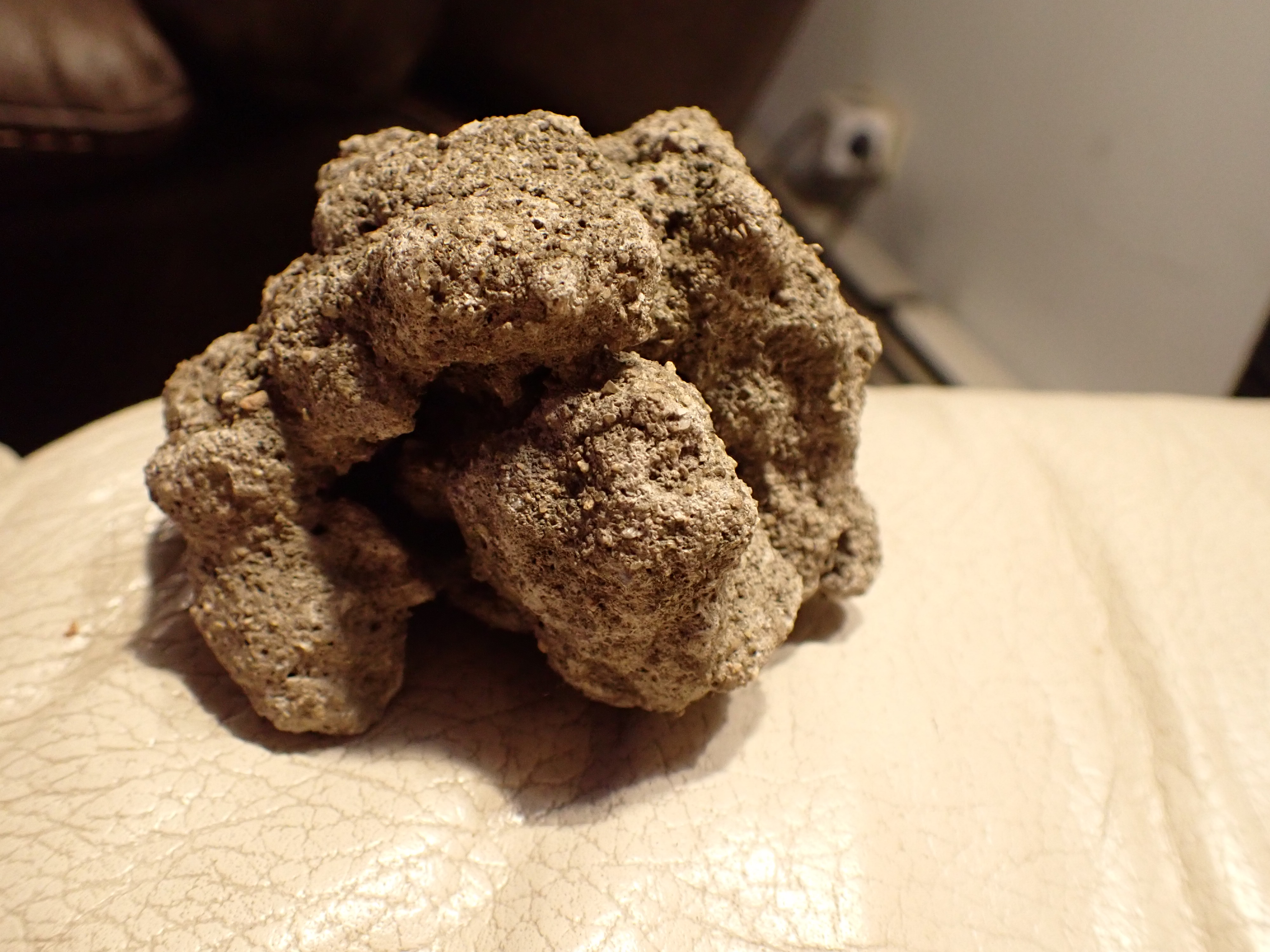 Items found - Fossil ID - The Fossil Forum