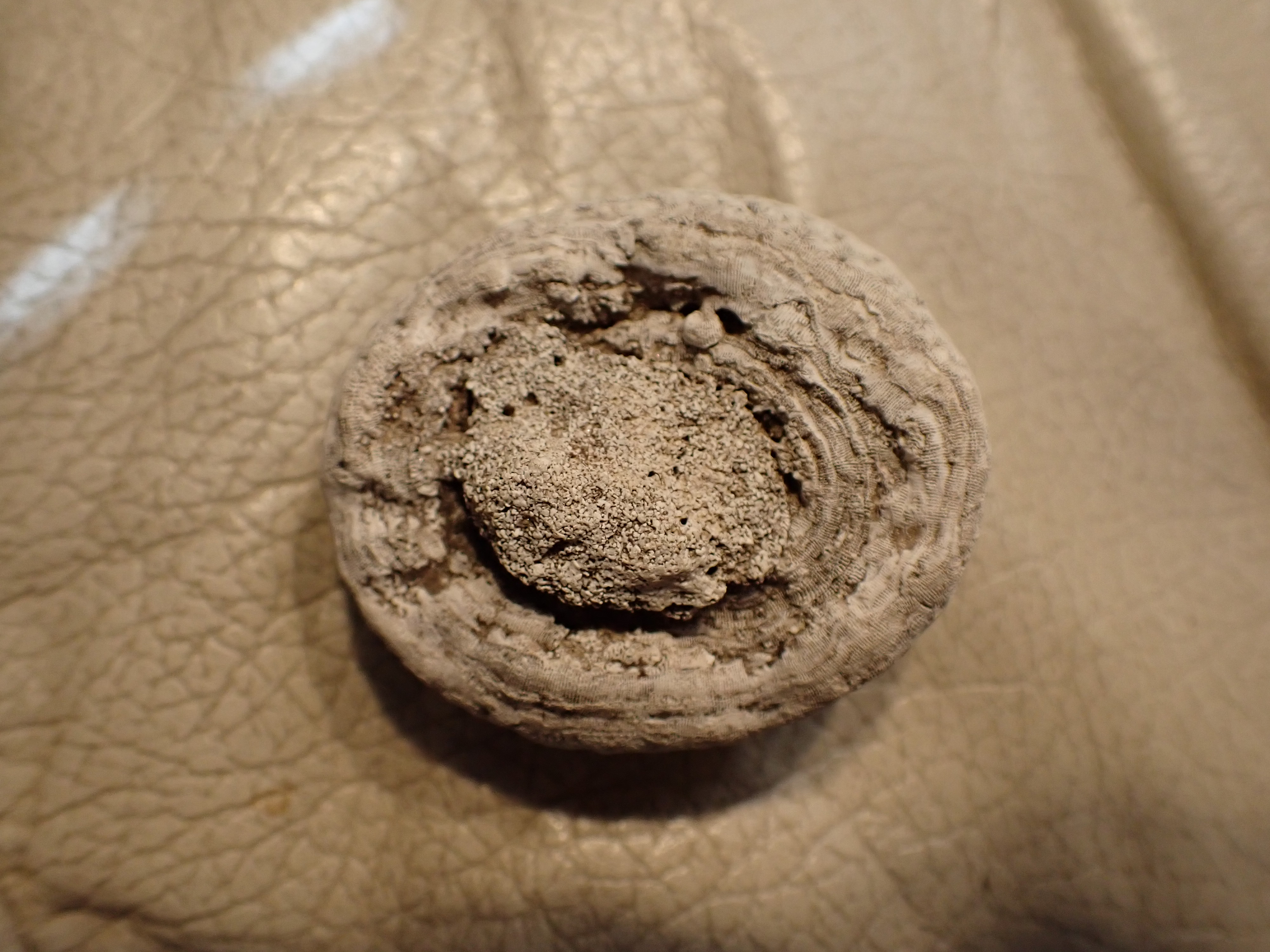 Other Items found - Fossil ID - The Fossil Forum