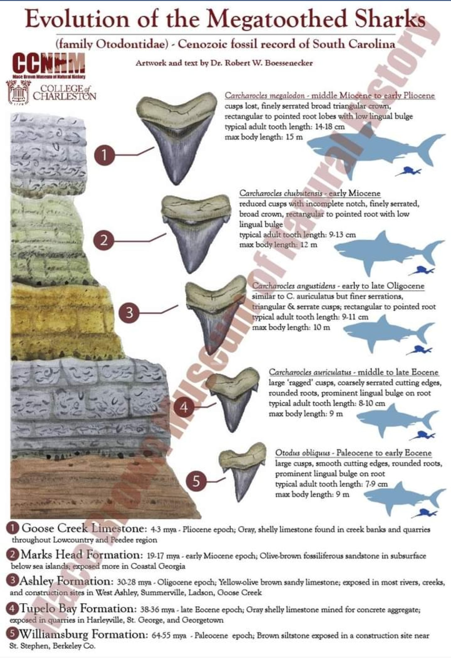 What is the most updated info on Megalodon's ancestors? - Questions ...