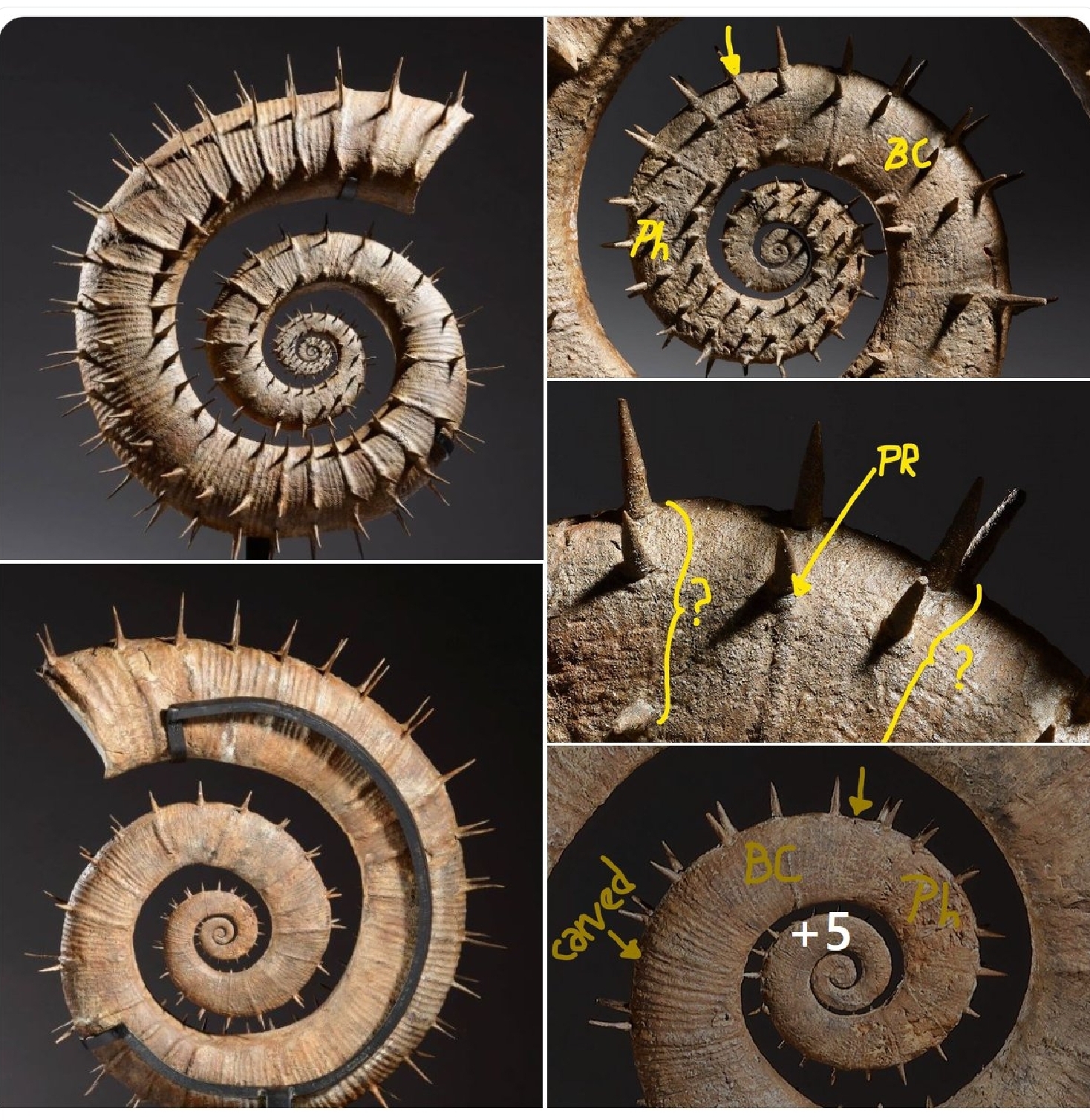 Denver Fowlers comments on the Sale of Reconstructed Fossils - Fossil ...
