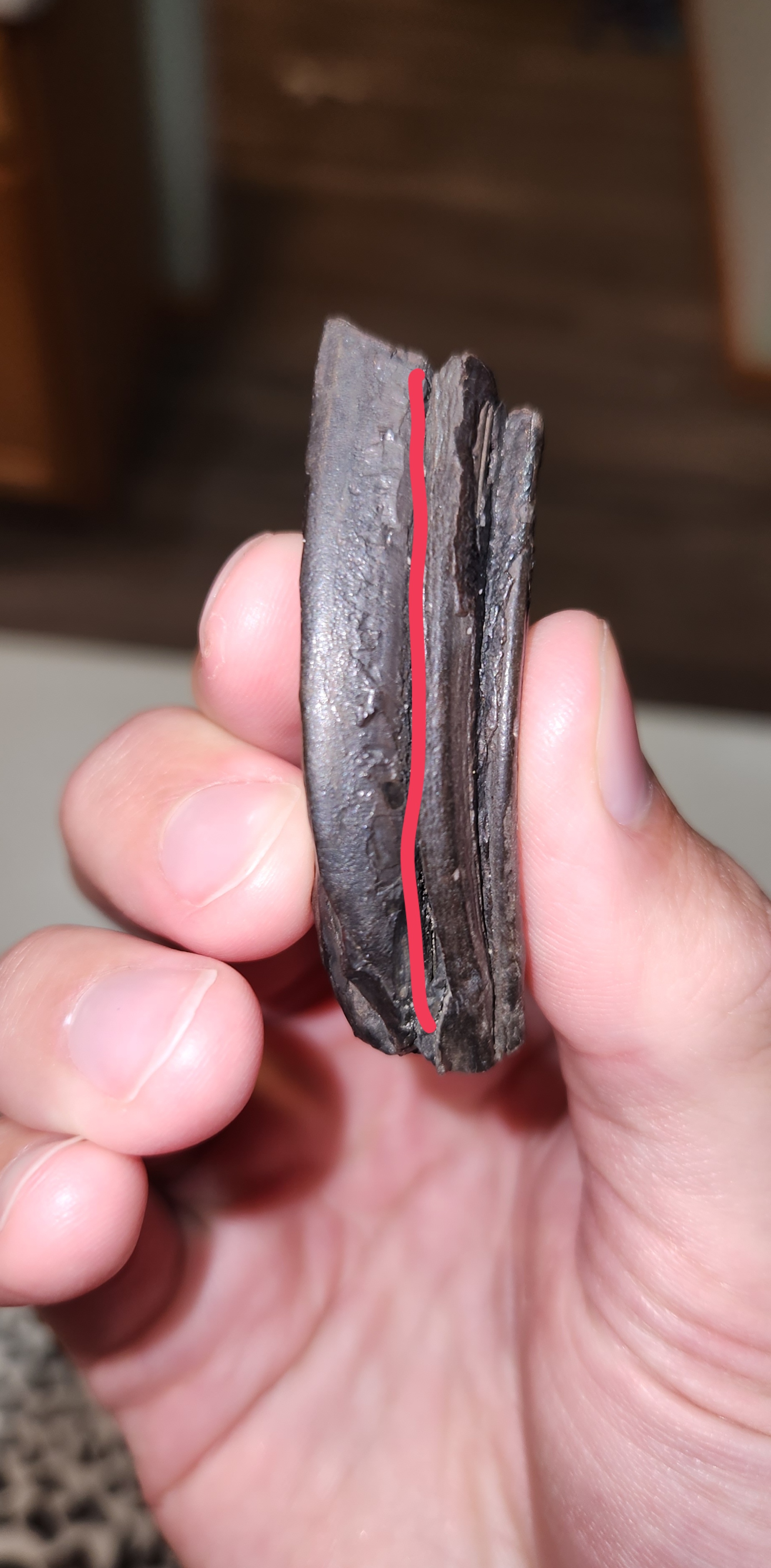 Tooth Split Repair - Questions & Answers - The Fossil Forum