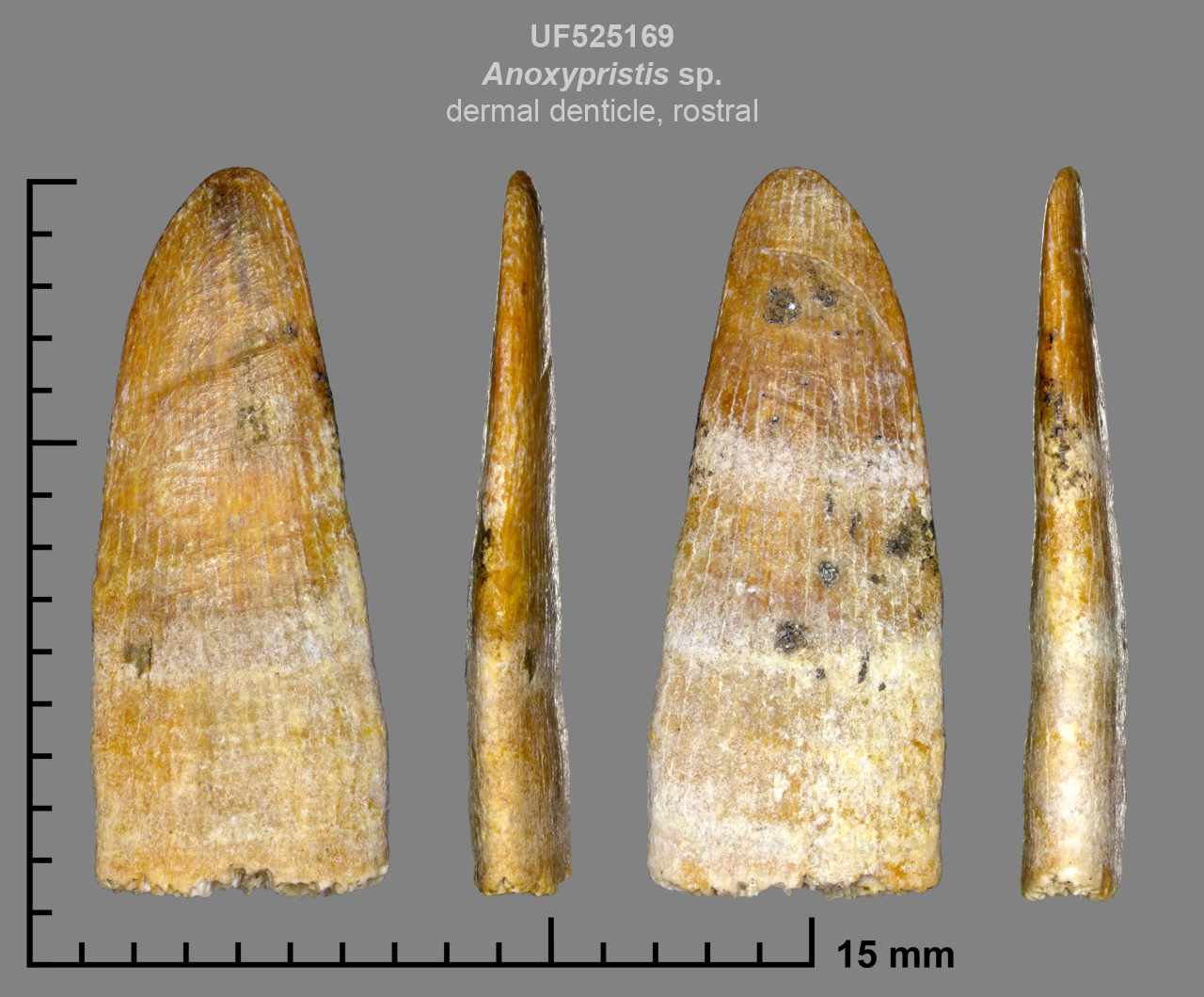 Some finds (2) - Fossil ID - The Fossil Forum