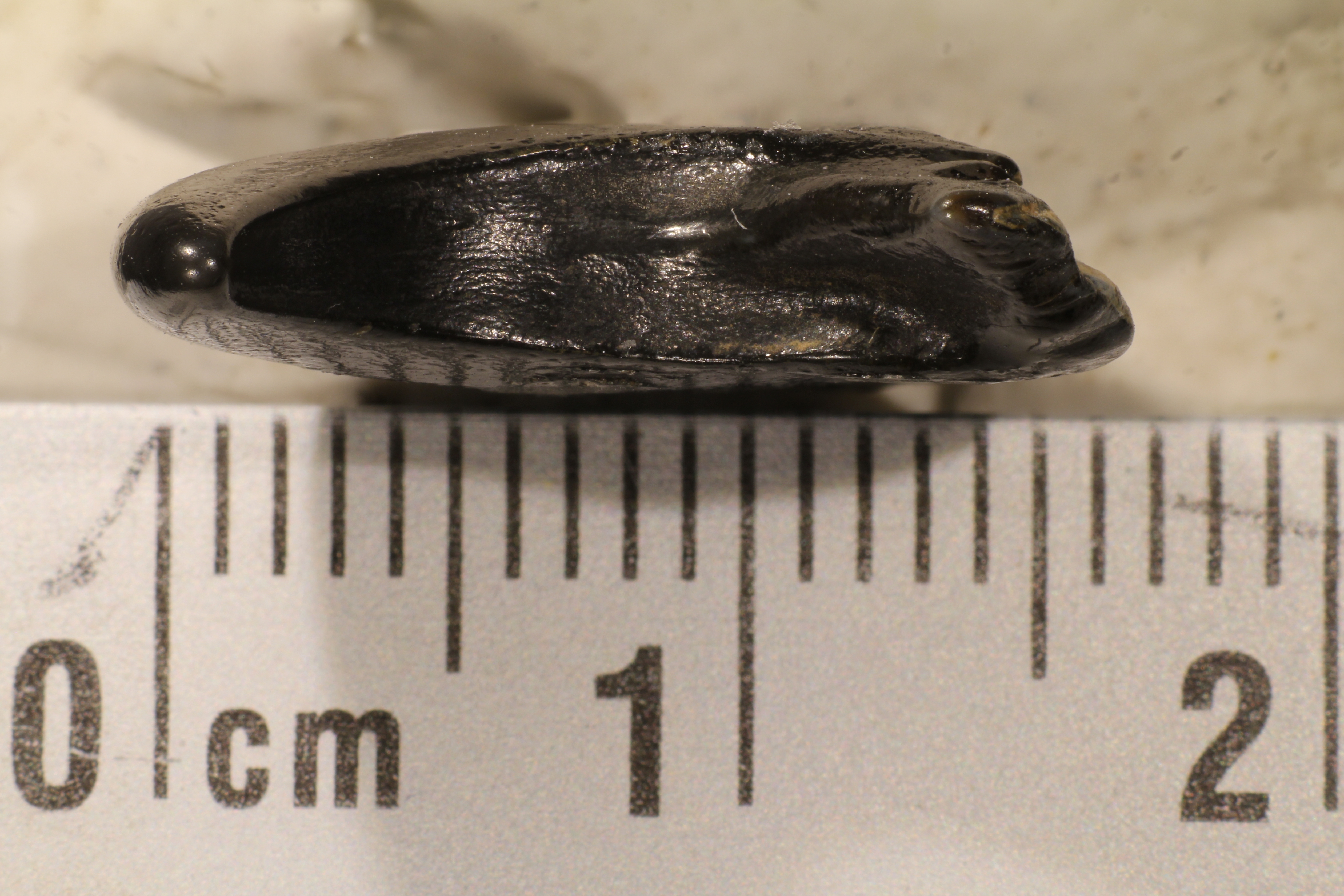 Claw-shaped fossil found in a Maastrichtian stratum in Limburg, the ...