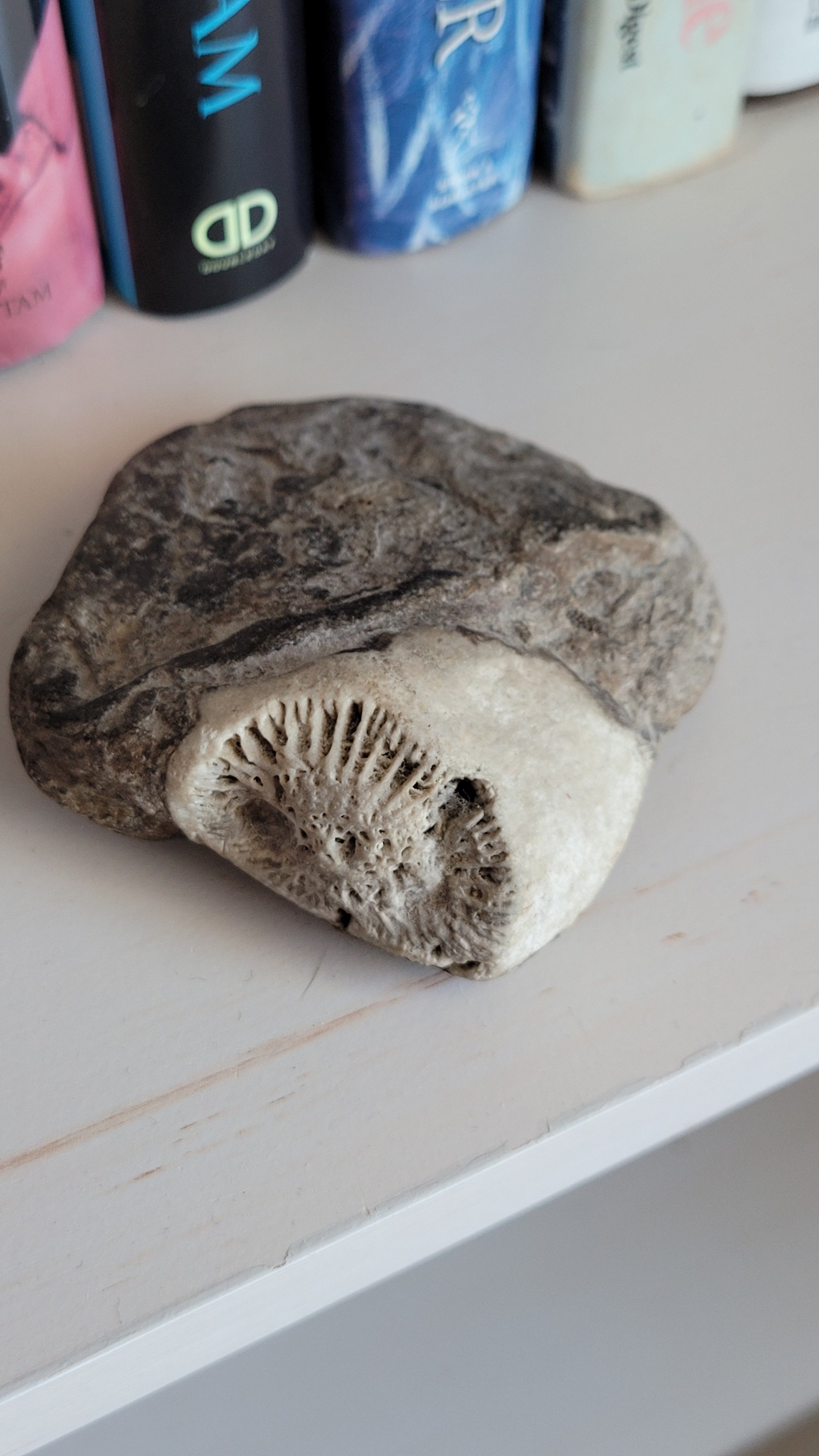 First time fossil hunting... have no clue what I've found; charts didn ...