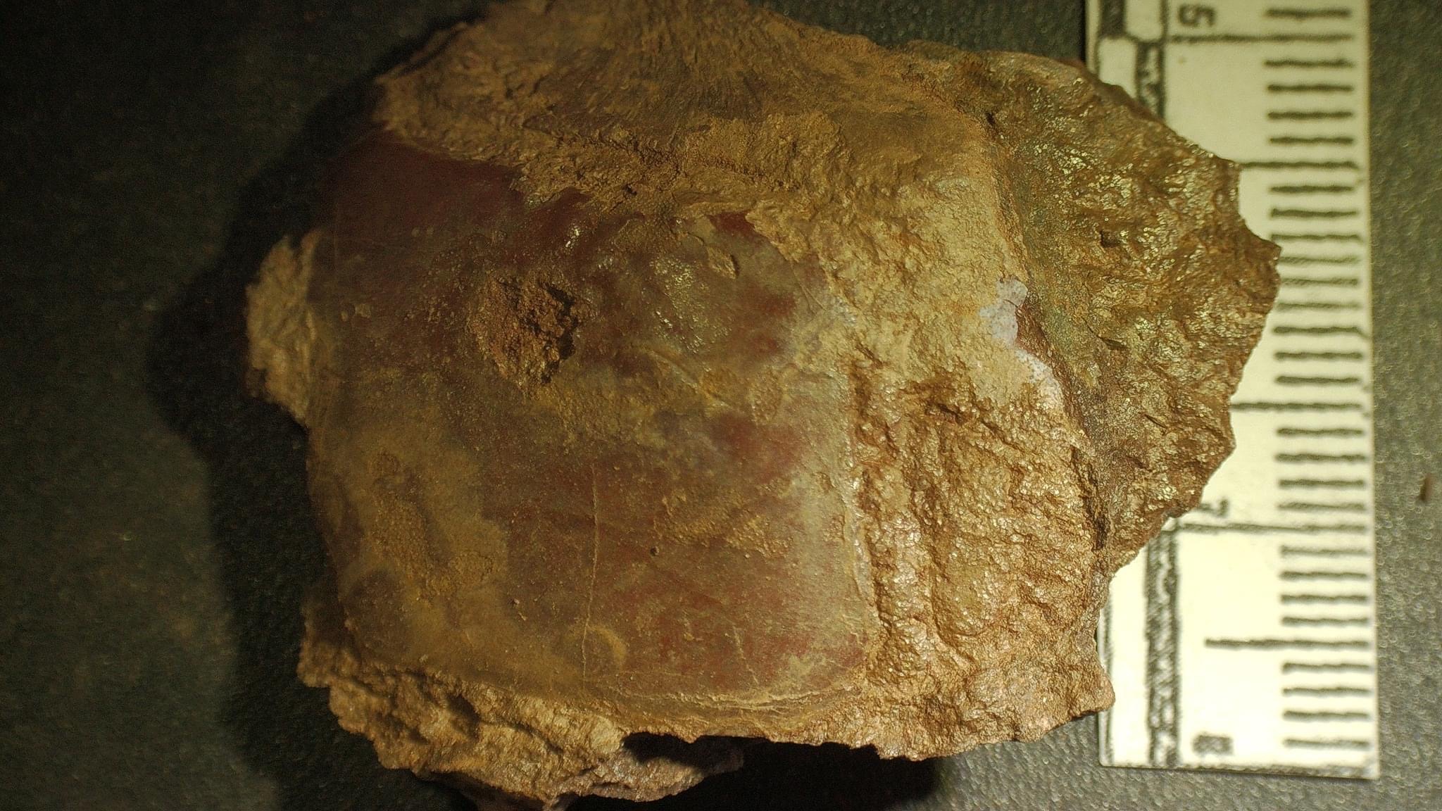 Red hill fossil trip - Fossil Hunting Trips - The Fossil Forum