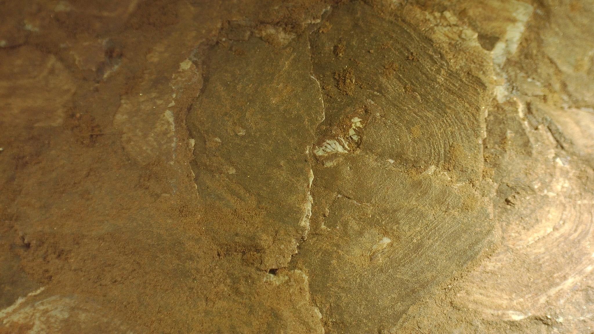 Red hill fossil trip - Fossil Hunting Trips - The Fossil Forum