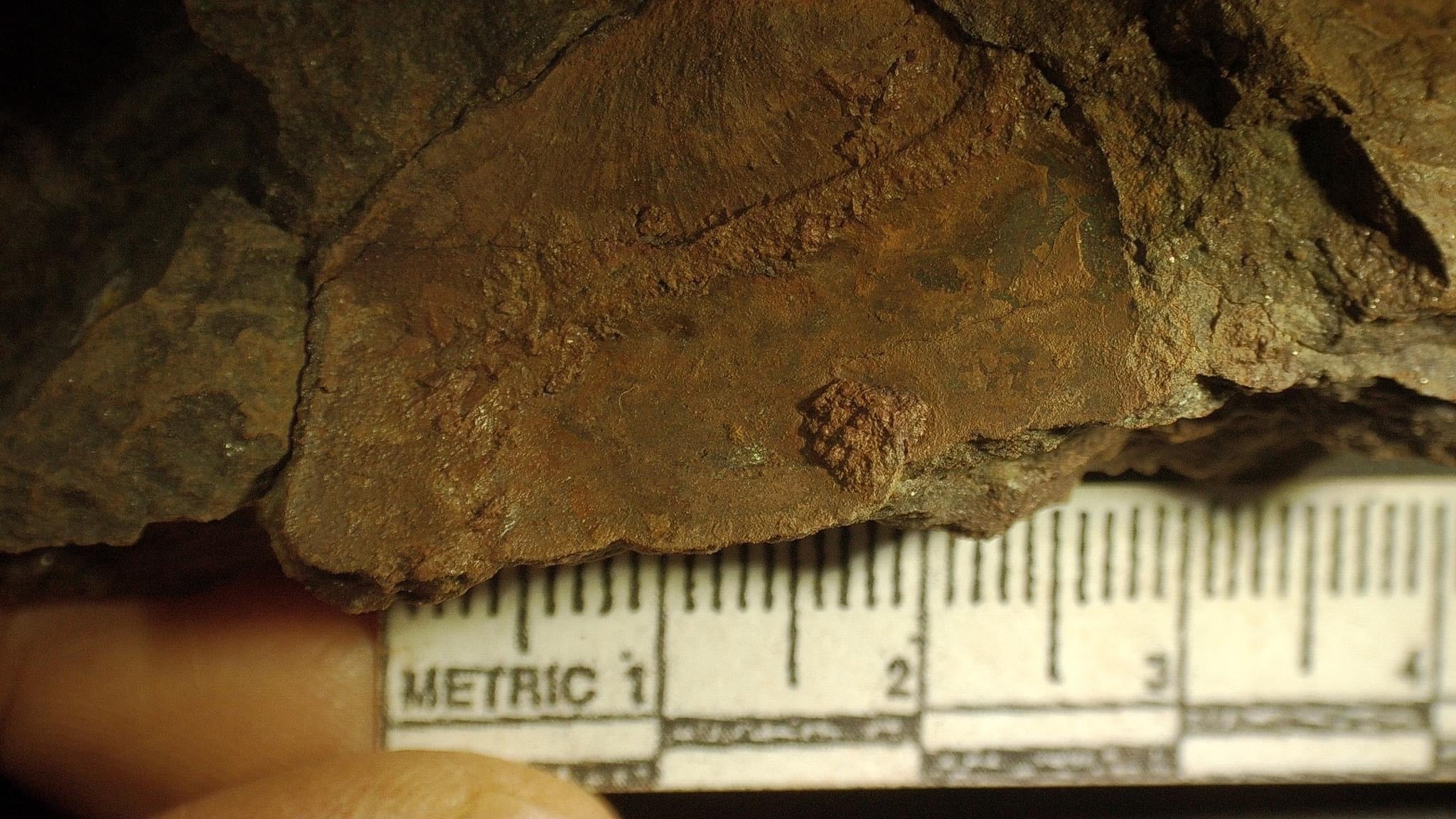 Red hill fossil trip - Fossil Hunting Trips - The Fossil Forum