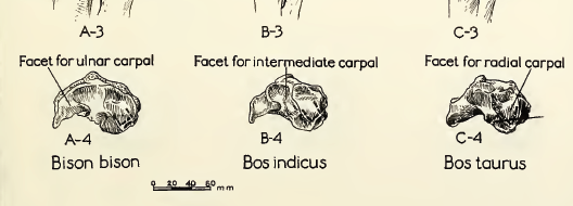 SE Texas leg bone - Fossil ID - The Fossil Forum
