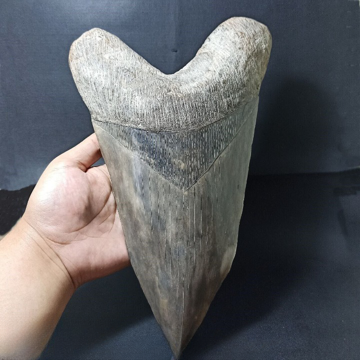 How fake is this megalodon tooth? - Is It Real? How to Recognize Fossil ...