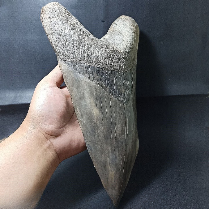 How fake is this megalodon tooth? - Is It Real? How to Recognize Fossil ...