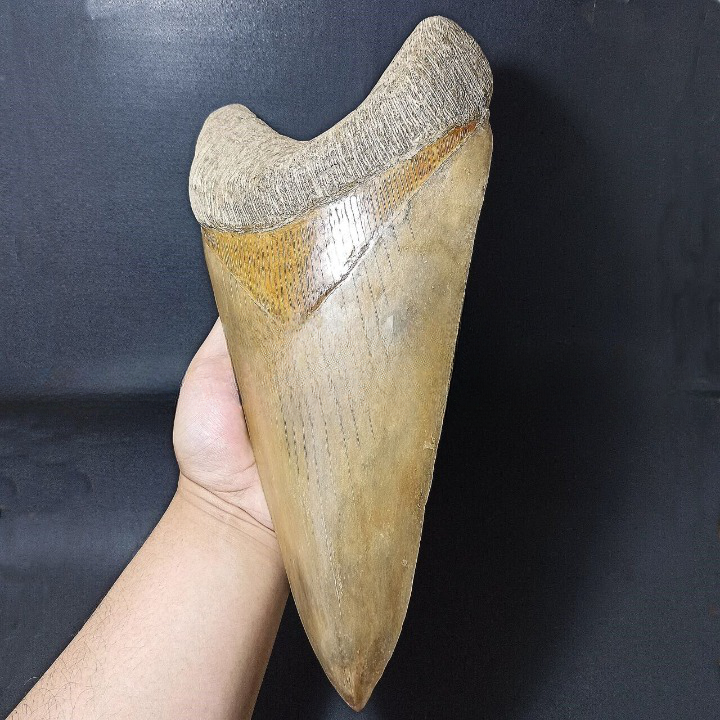 How fake is this megalodon tooth? - Is It Real? How to Recognize Fossil ...