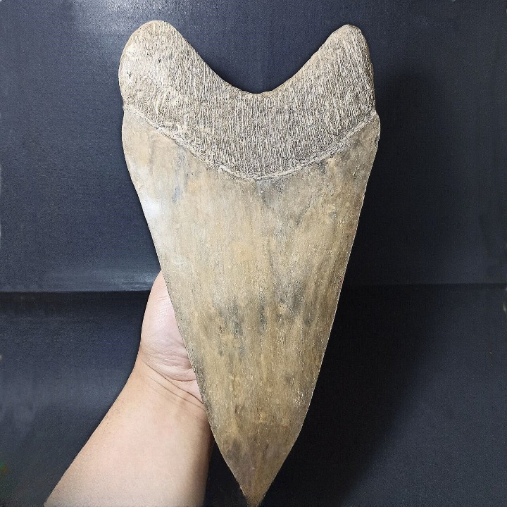 How fake is this megalodon tooth? - Is It Real? How to Recognize Fossil ...
