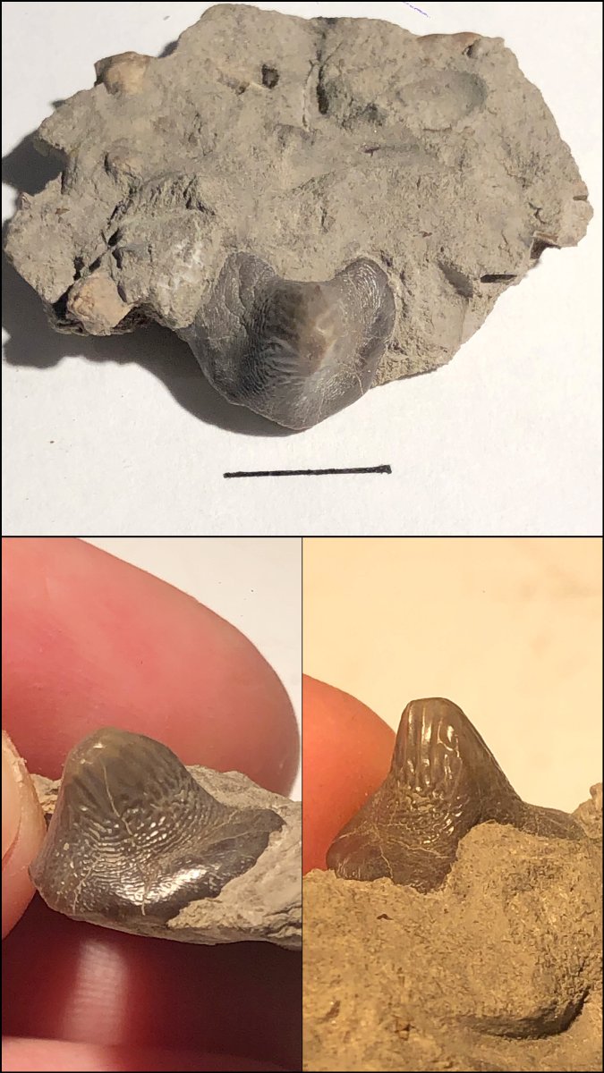 Ptychodus sp. (undescribed taxon) - Member Collections - The Fossil Forum