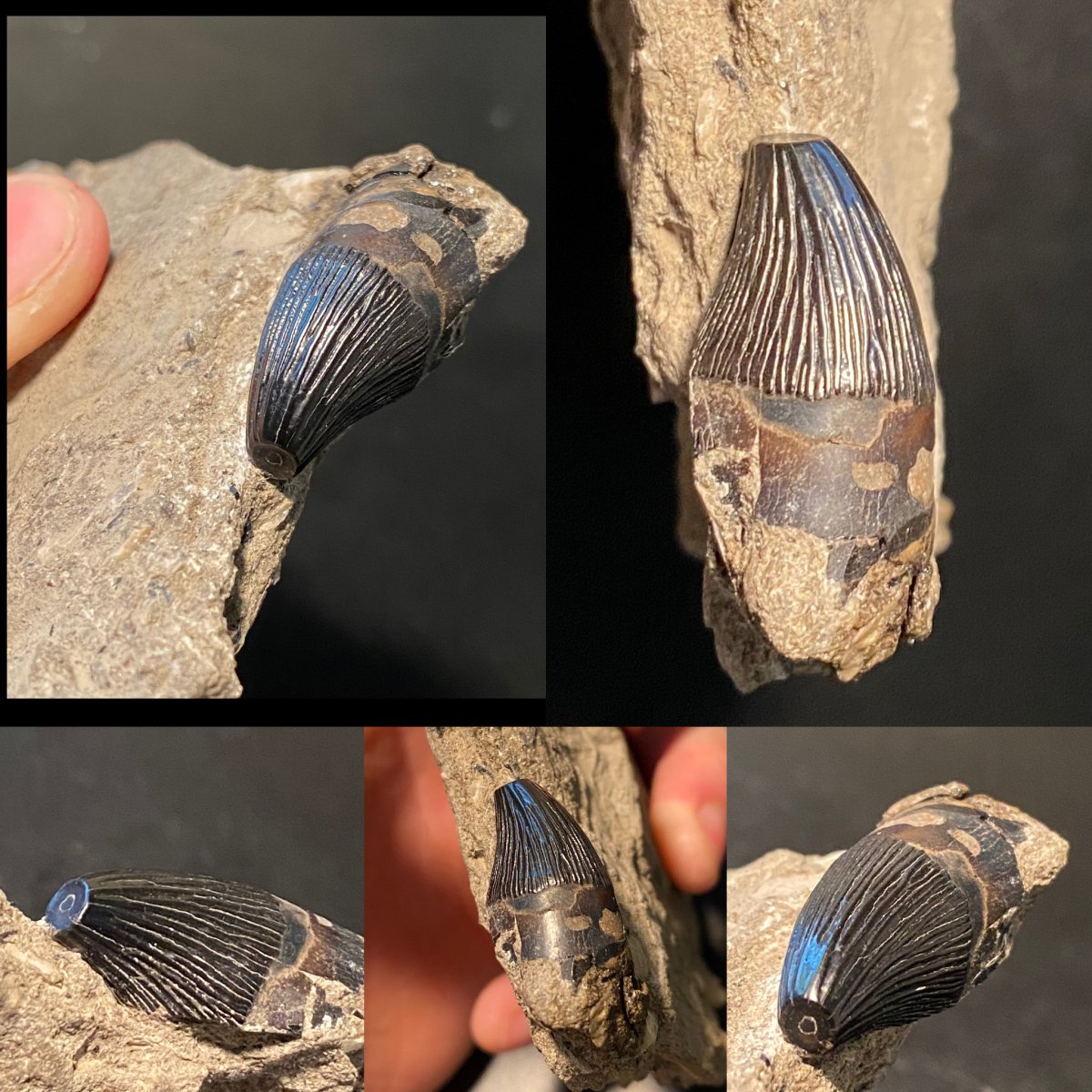 Brachauchenius lucasi tooth - Member Collections - The Fossil Forum