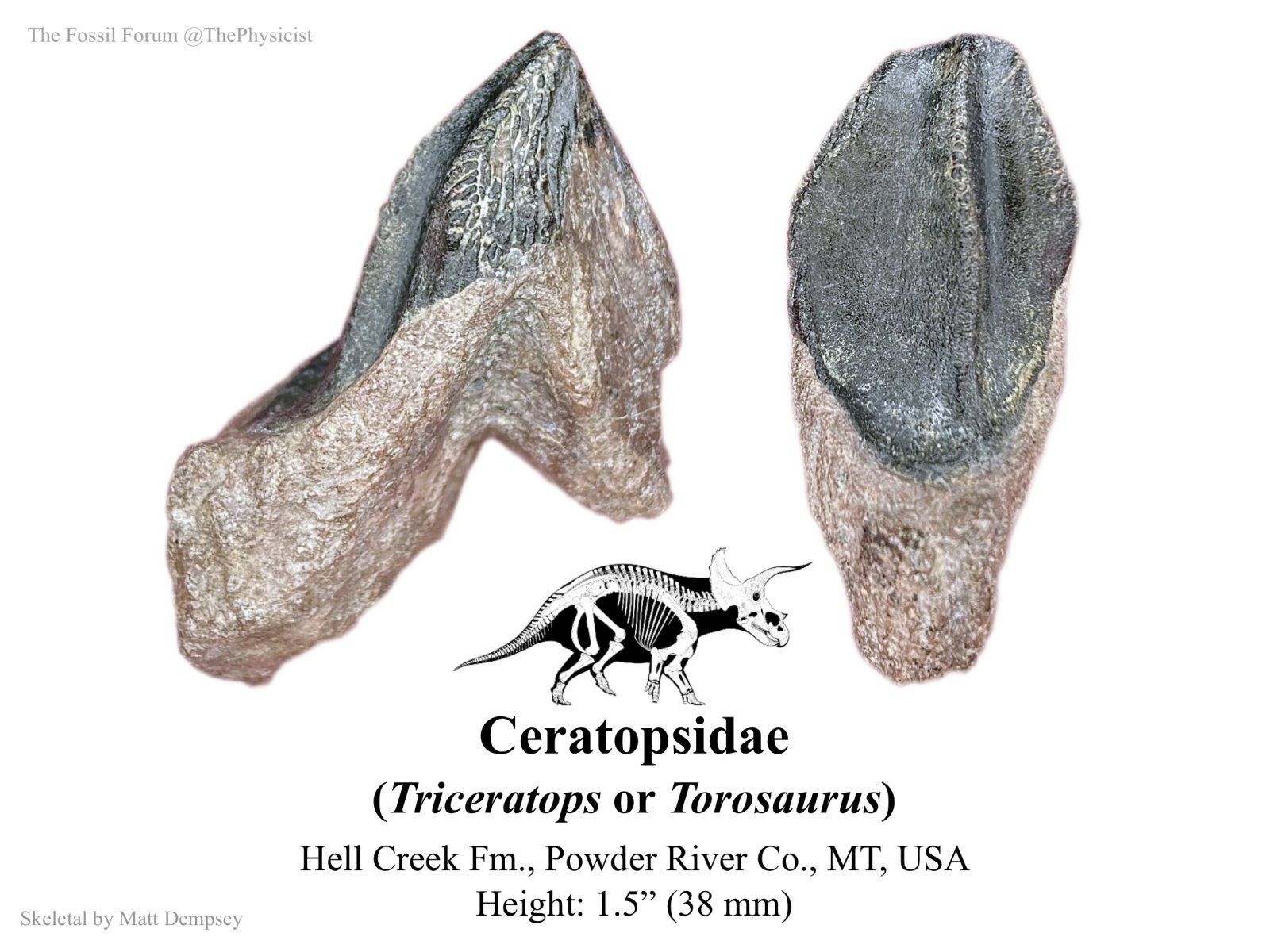 Ceratopsid Tooth - Cretaceous - The Fossil Forum