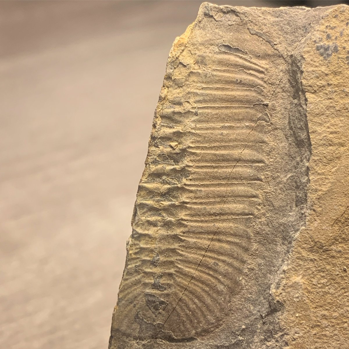 Bathyuriscus fimbriatus - Cambrian - The Fossil Forum