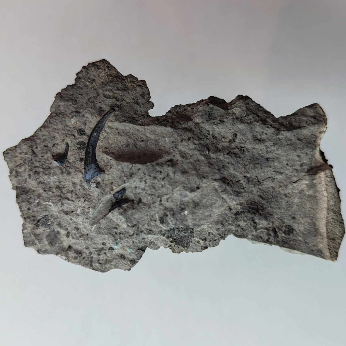 Onychodus sigmoides - Member Collections - The Fossil Forum