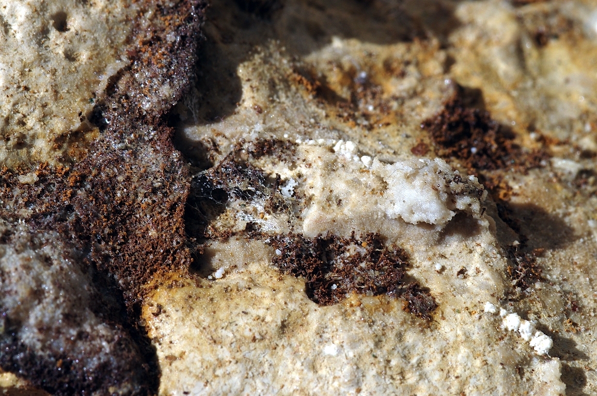 Poorly preserved bones of vertebrates, iron concretions or silicified ...