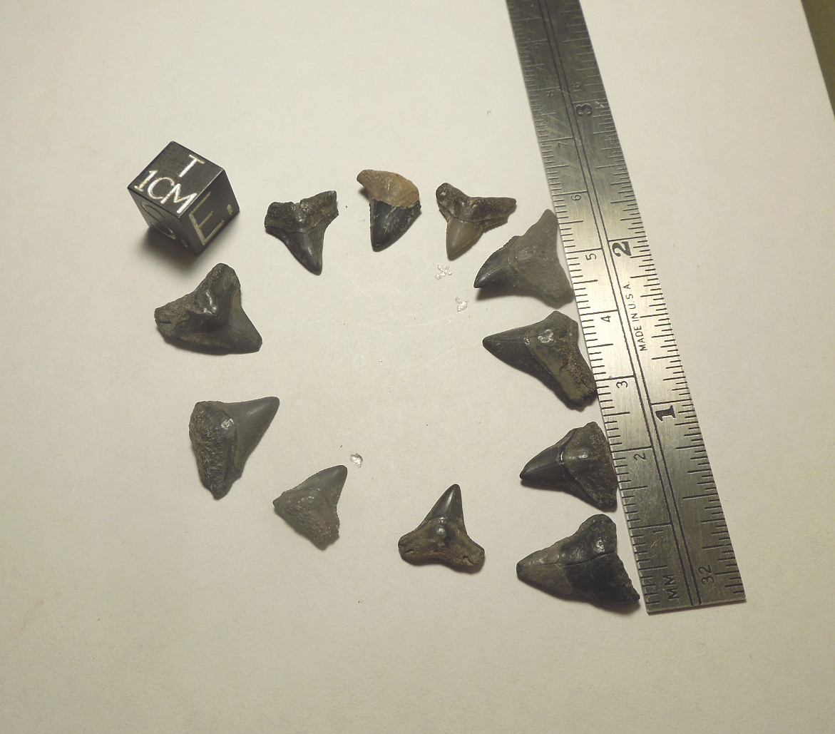 How small can Megalodon teeth be? - Questions & Answers - The Fossil Forum
