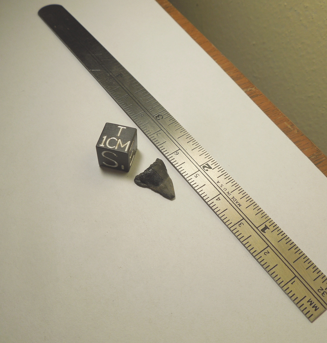 How small can Megalodon teeth be? - Questions & Answers - The Fossil Forum