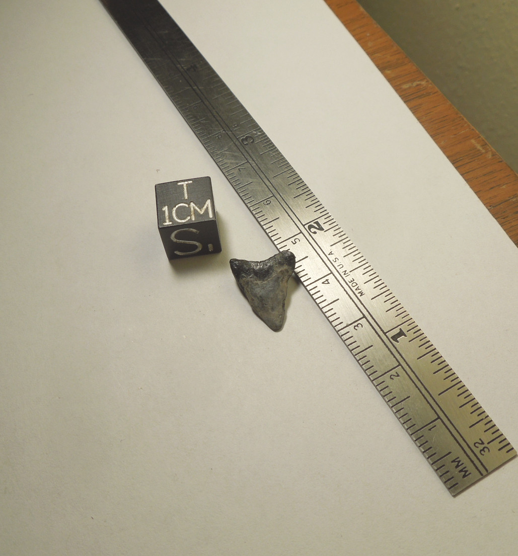 How small can Megalodon teeth be? - Questions & Answers - The Fossil Forum