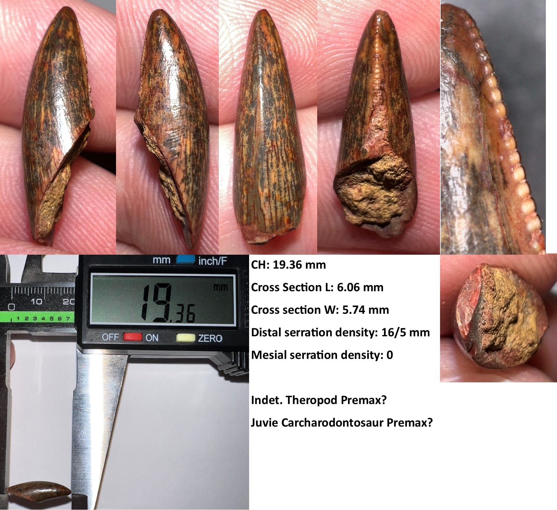 Kem Kem Theropod tooth ID help little premax? - Fossil ID - The Fossil ...