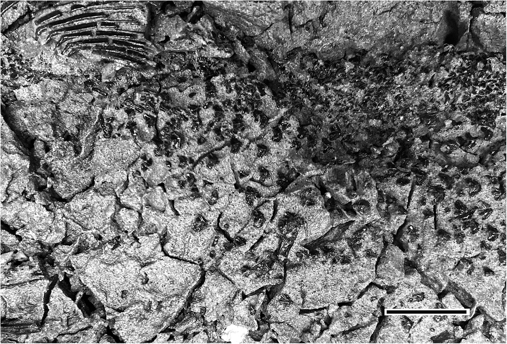 Two New Paddle Fish from Tanis Site, Hell Creek Fm - Fossil News - The ...